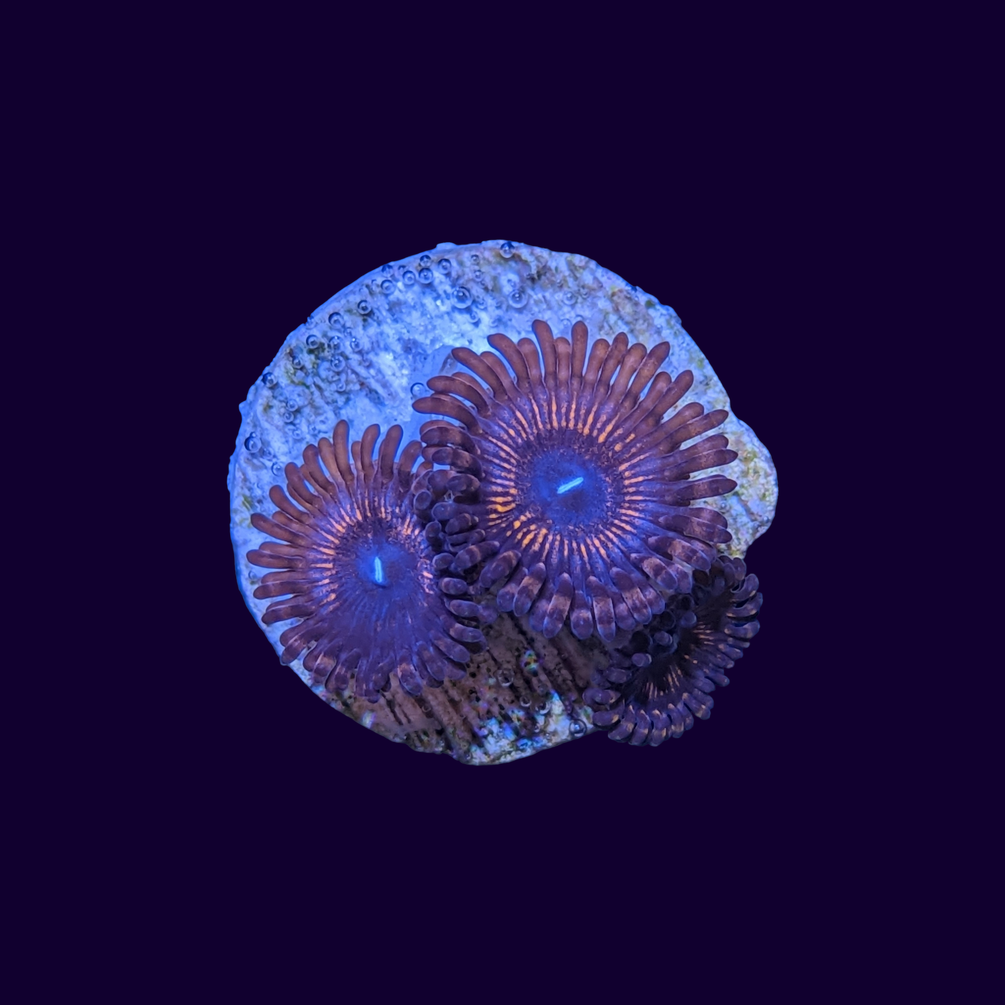 Armageddon Zoa Frag – thecoralcentre
