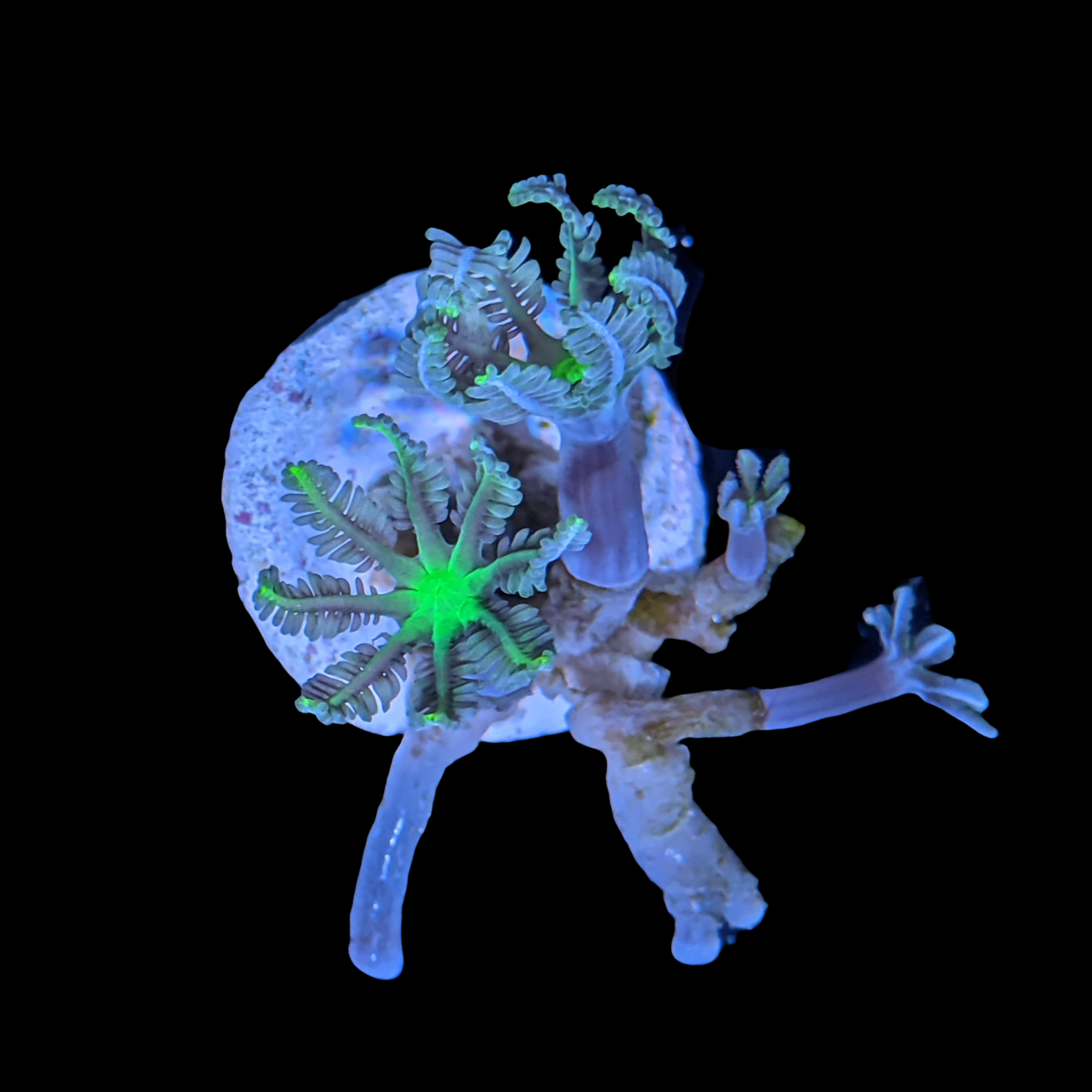 Clove polyps – thecoralcentre