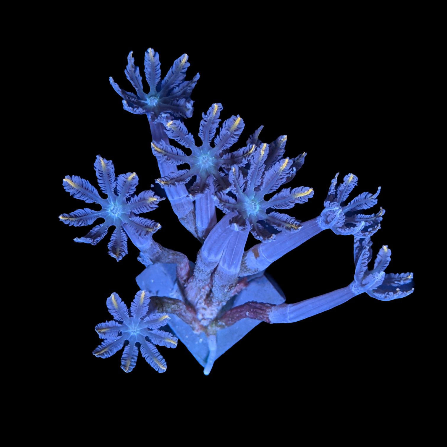 Clove polyps – thecoralcentre