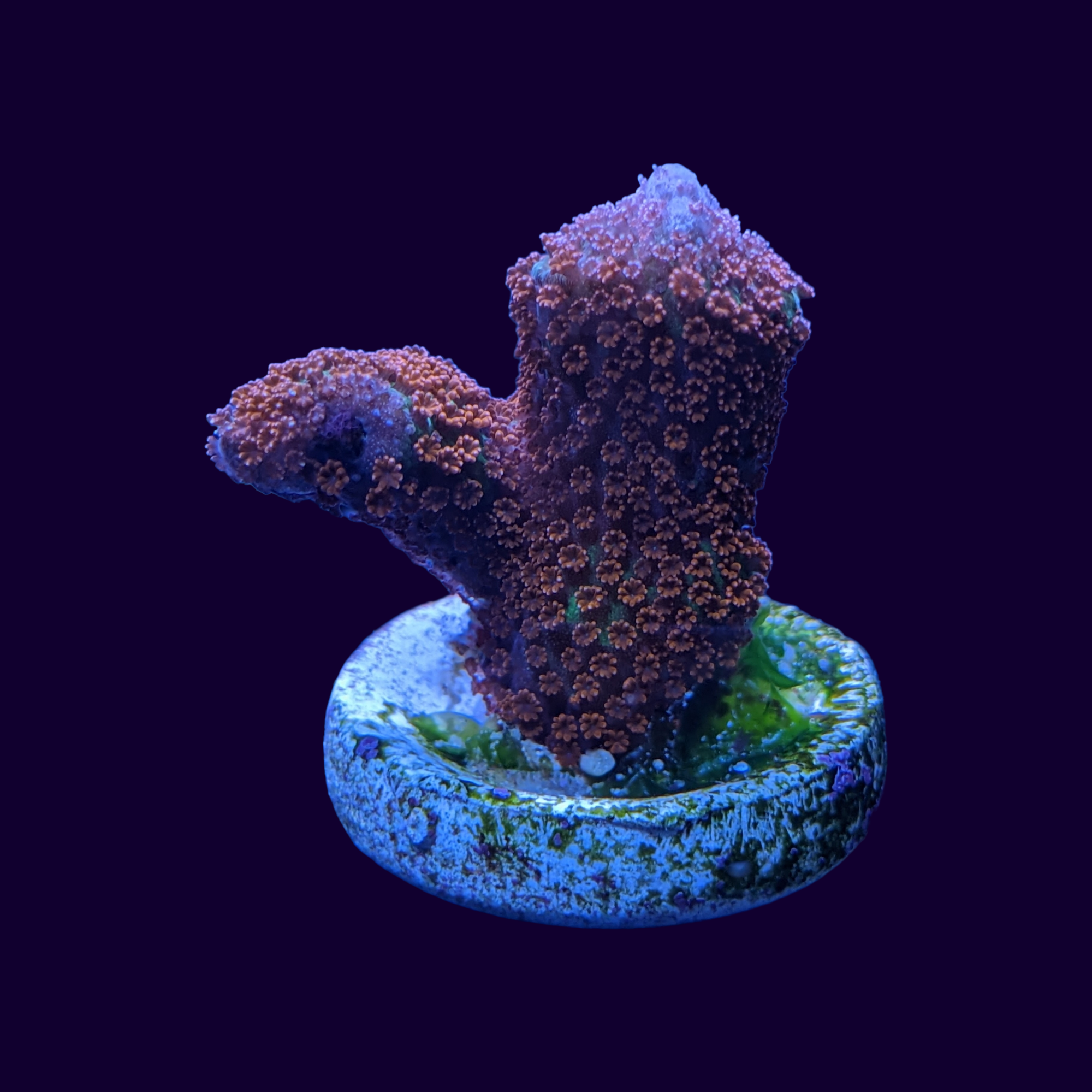 Forest of Fire Montipora digitata (UK Grown) – thecoralcentre