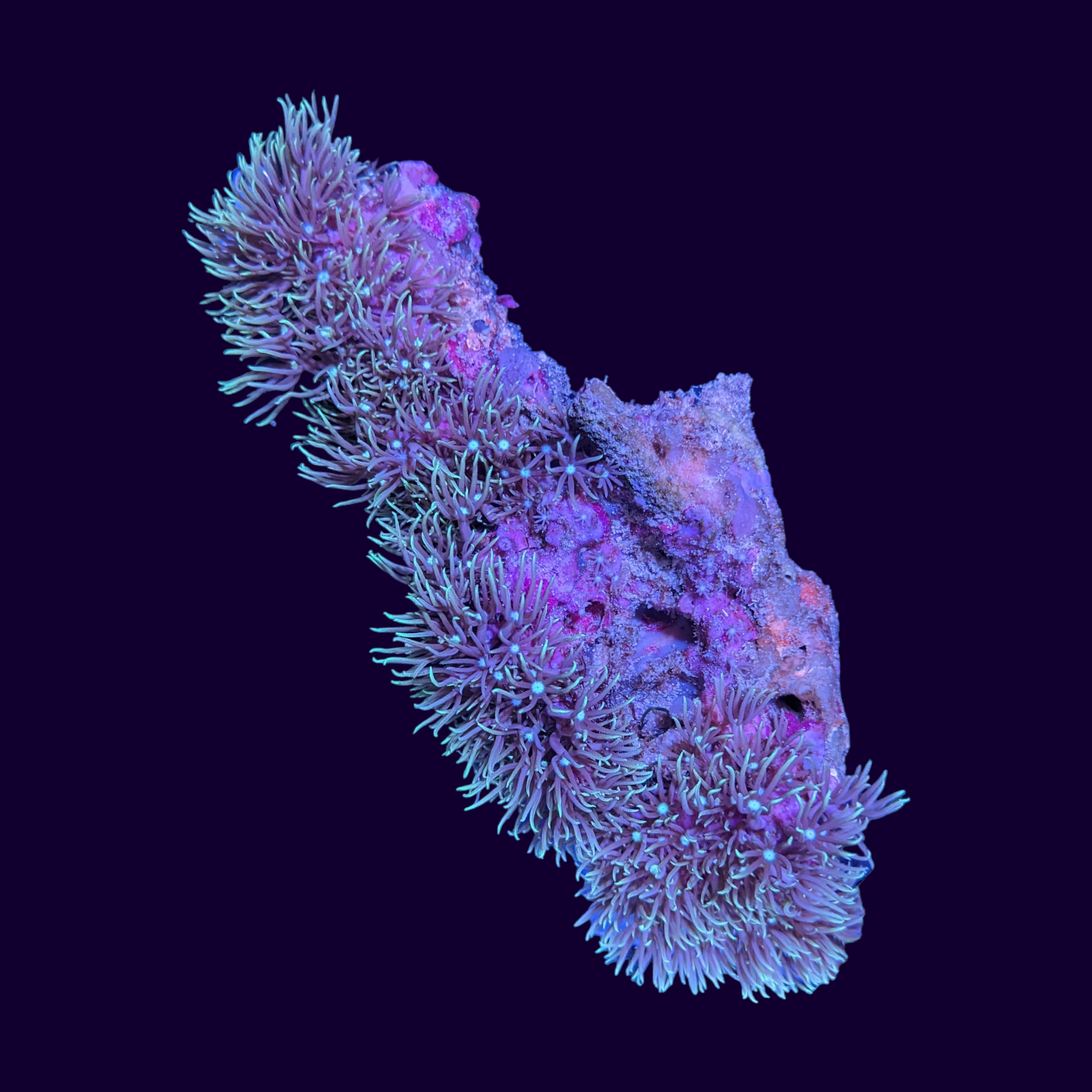 Green Star Polyp Mini Colony – thecoralcentre