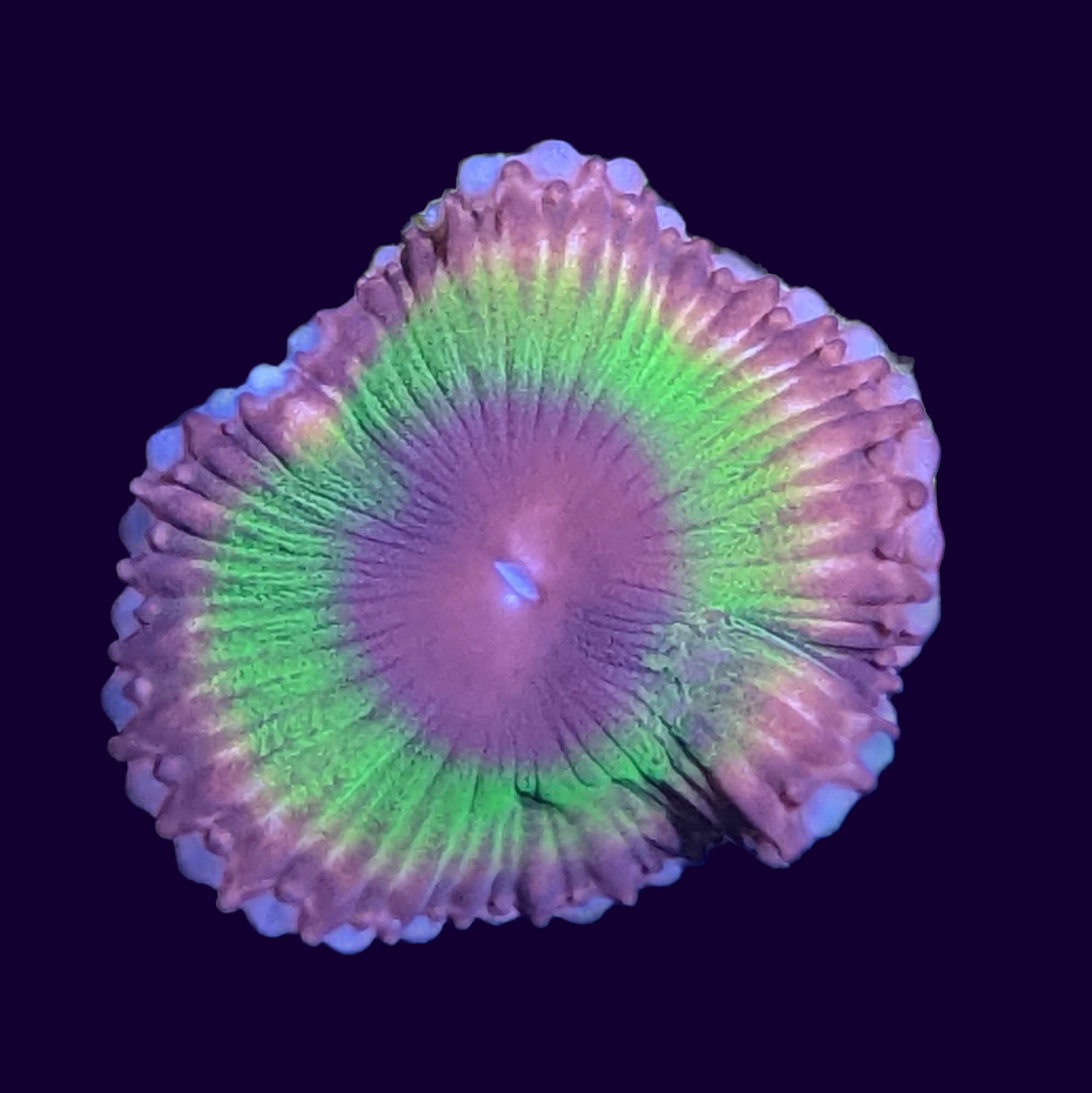 Grandis Paly Zoa – thecoralcentre