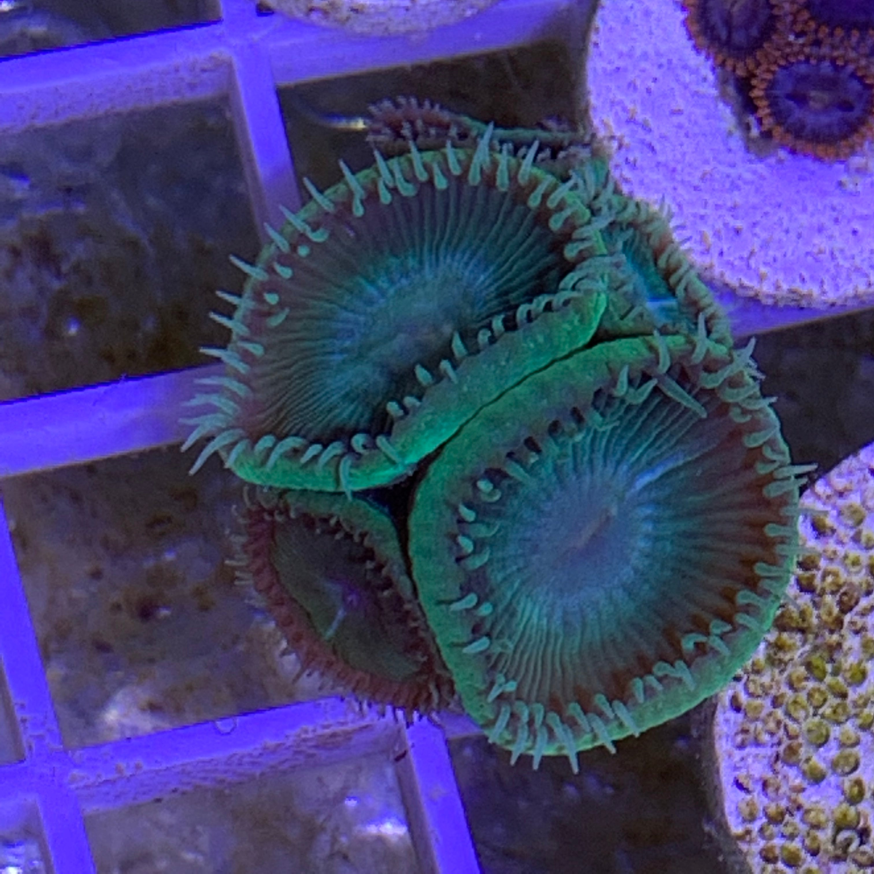 6 Polyp Zoa frag – thecoralcentre