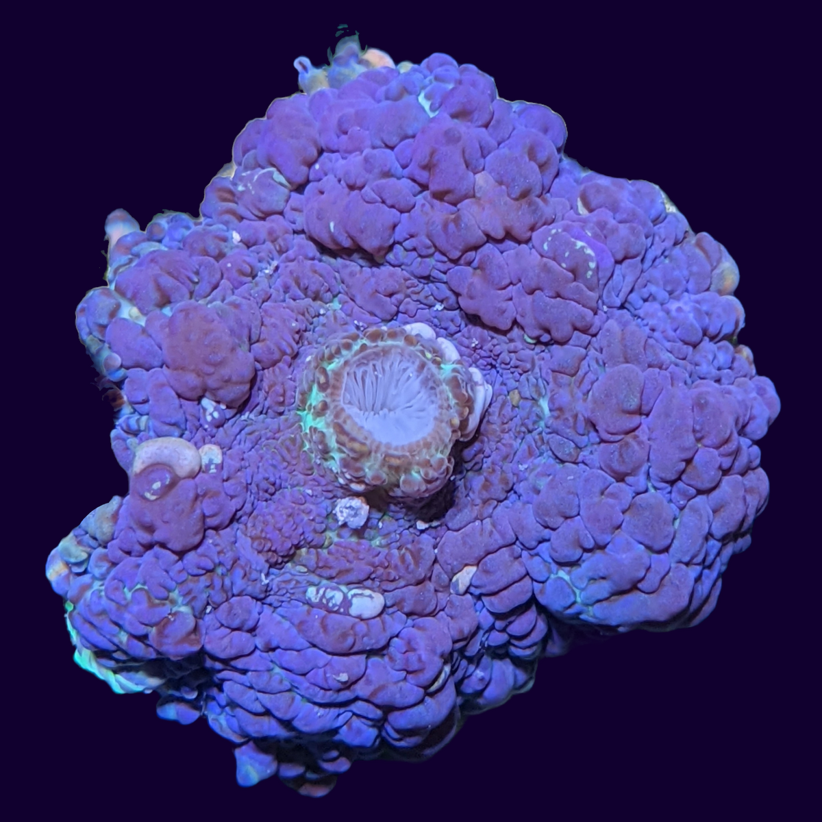 Large Purple Rhodactis Mushroom – thecoralcentre