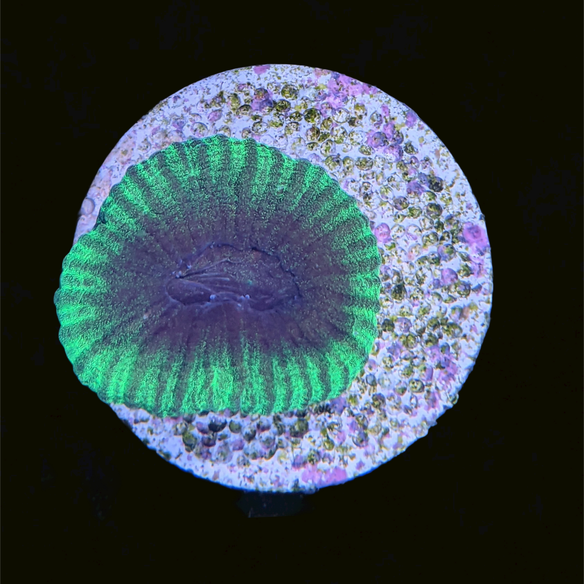 Green / Purple Favia – thecoralcentre