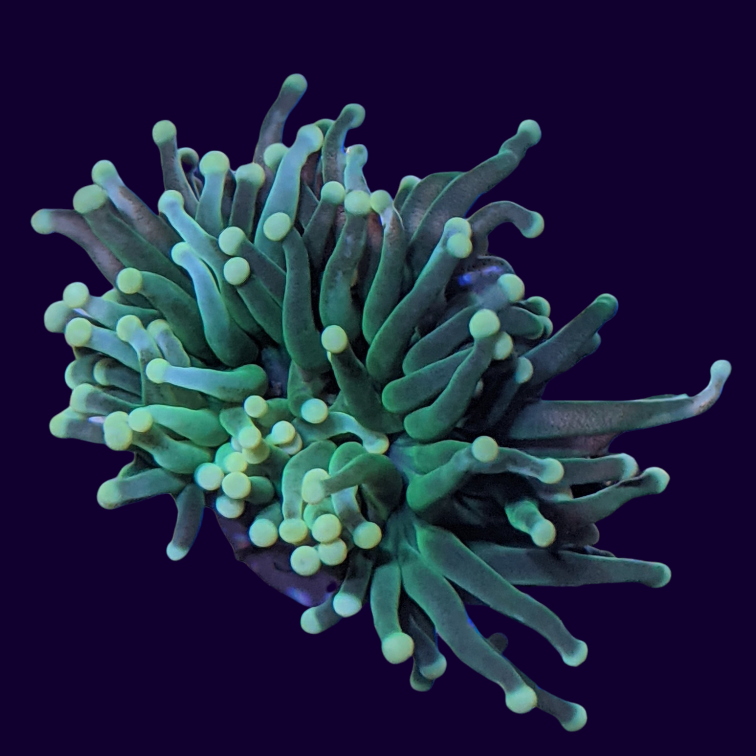 Aussie Green Tip Torch Frag – thecoralcentre