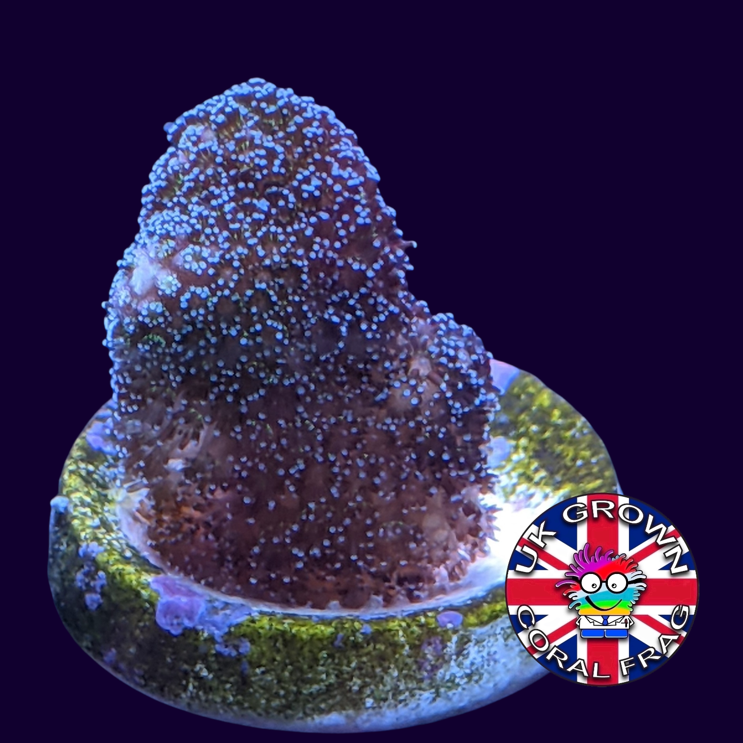 Stylophora Pistillata (UK Grown) – thecoralcentre