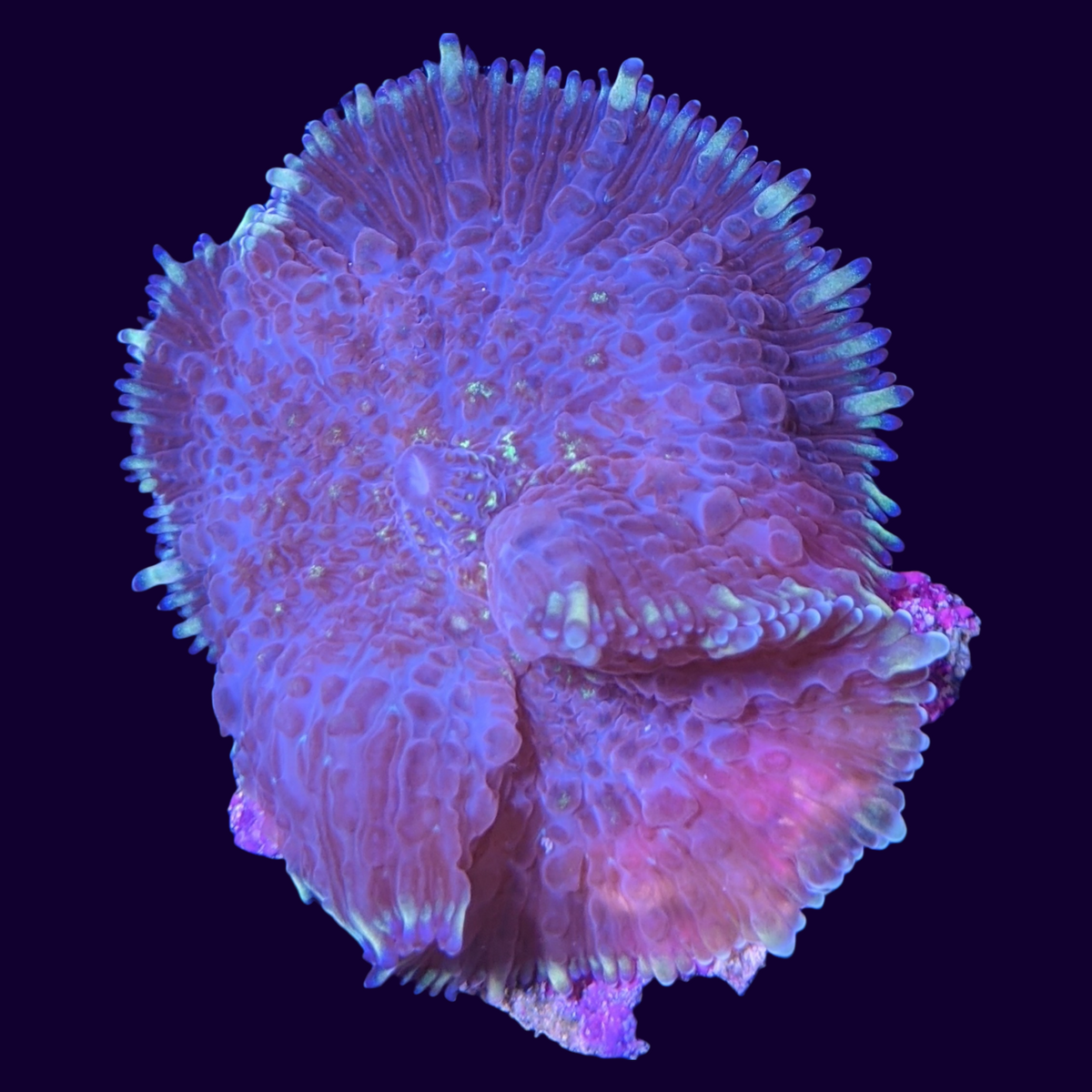 Purple Rhodactis Mushroom – thecoralcentre