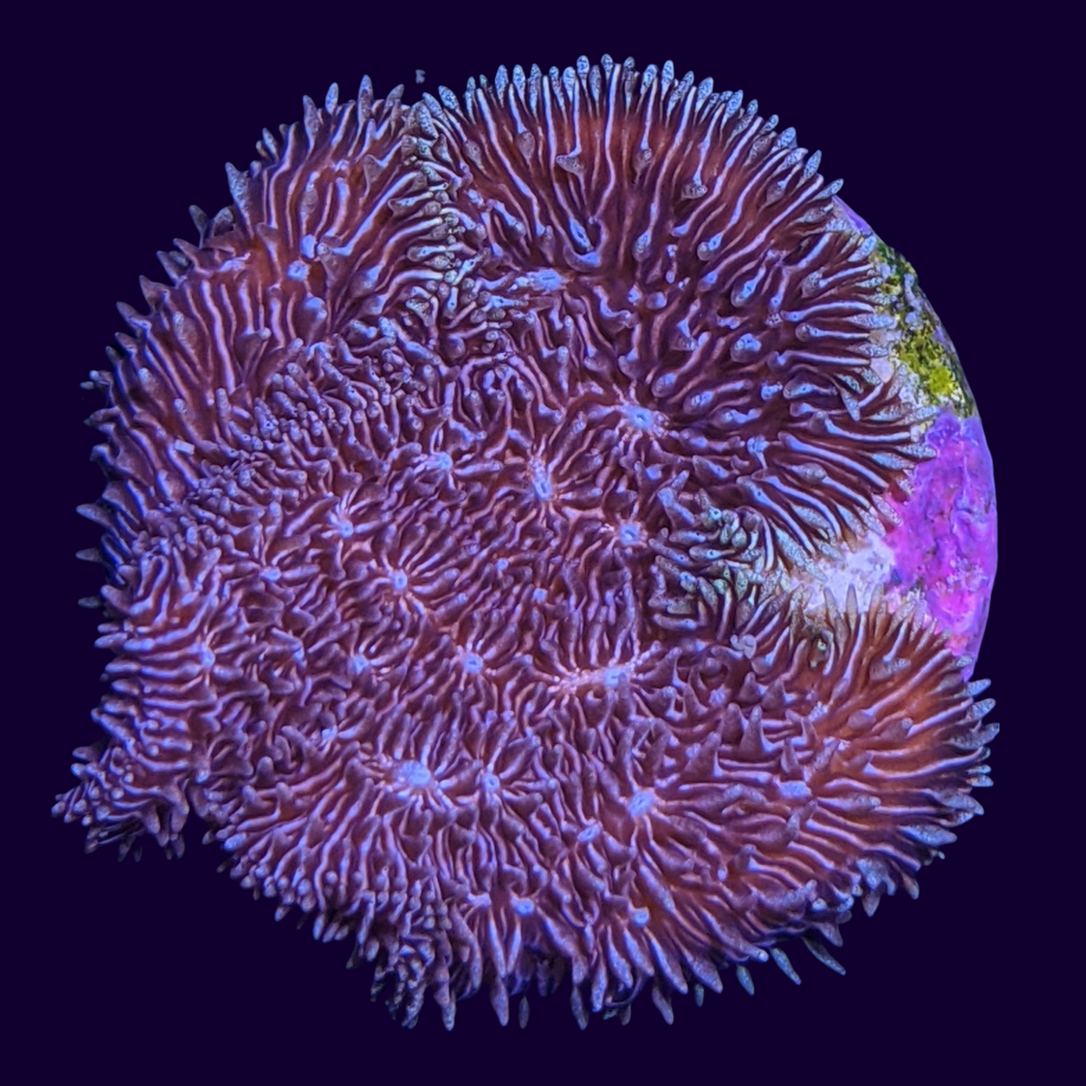 Deep Purple Pavona (UK Grown) – thecoralcentre