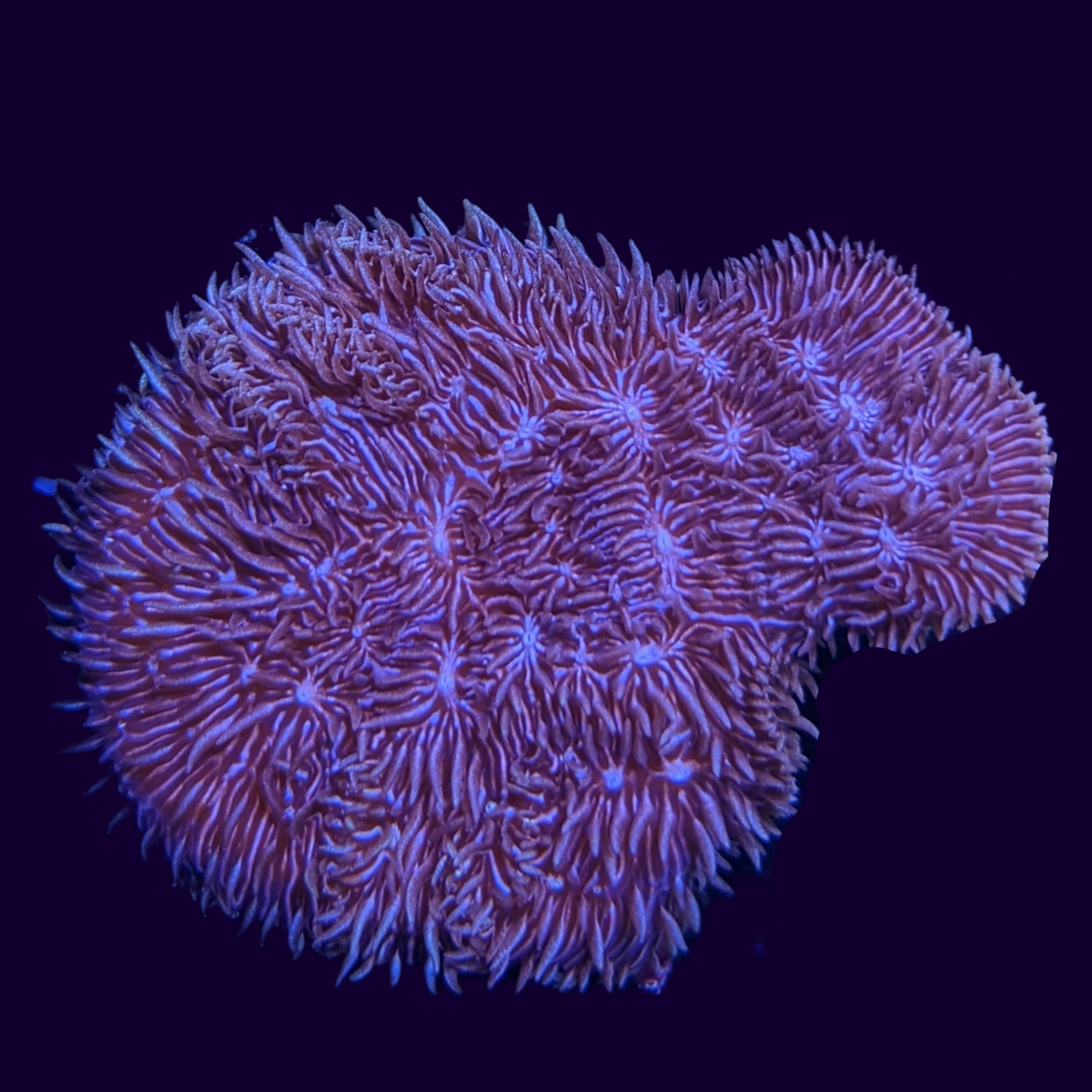 Deep Purple Pavona (UK Grown) – thecoralcentre