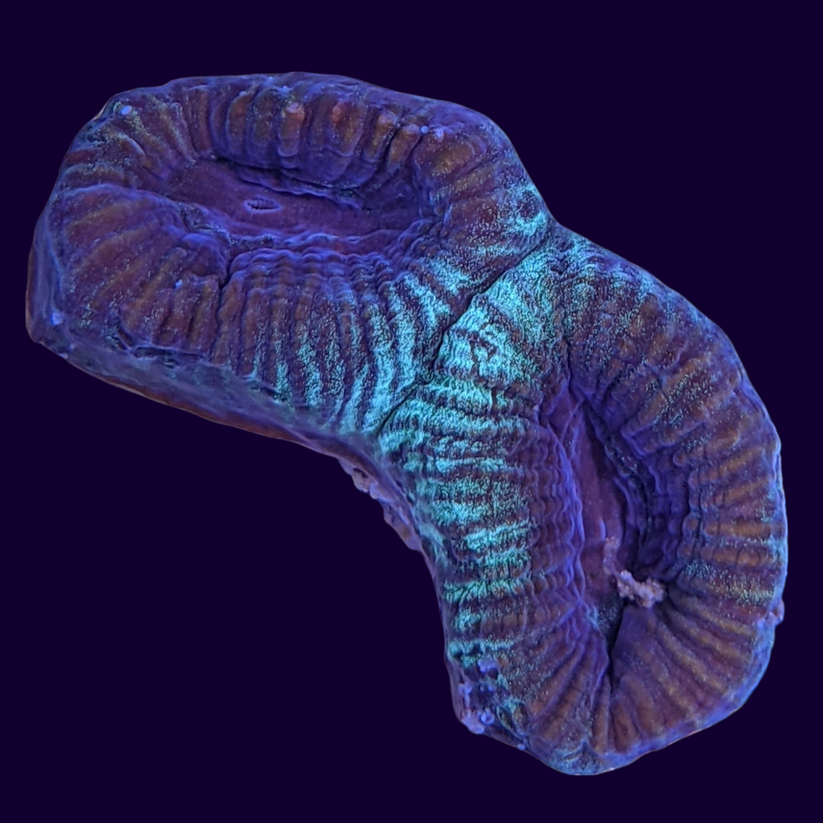 Green / Purple Favia – thecoralcentre