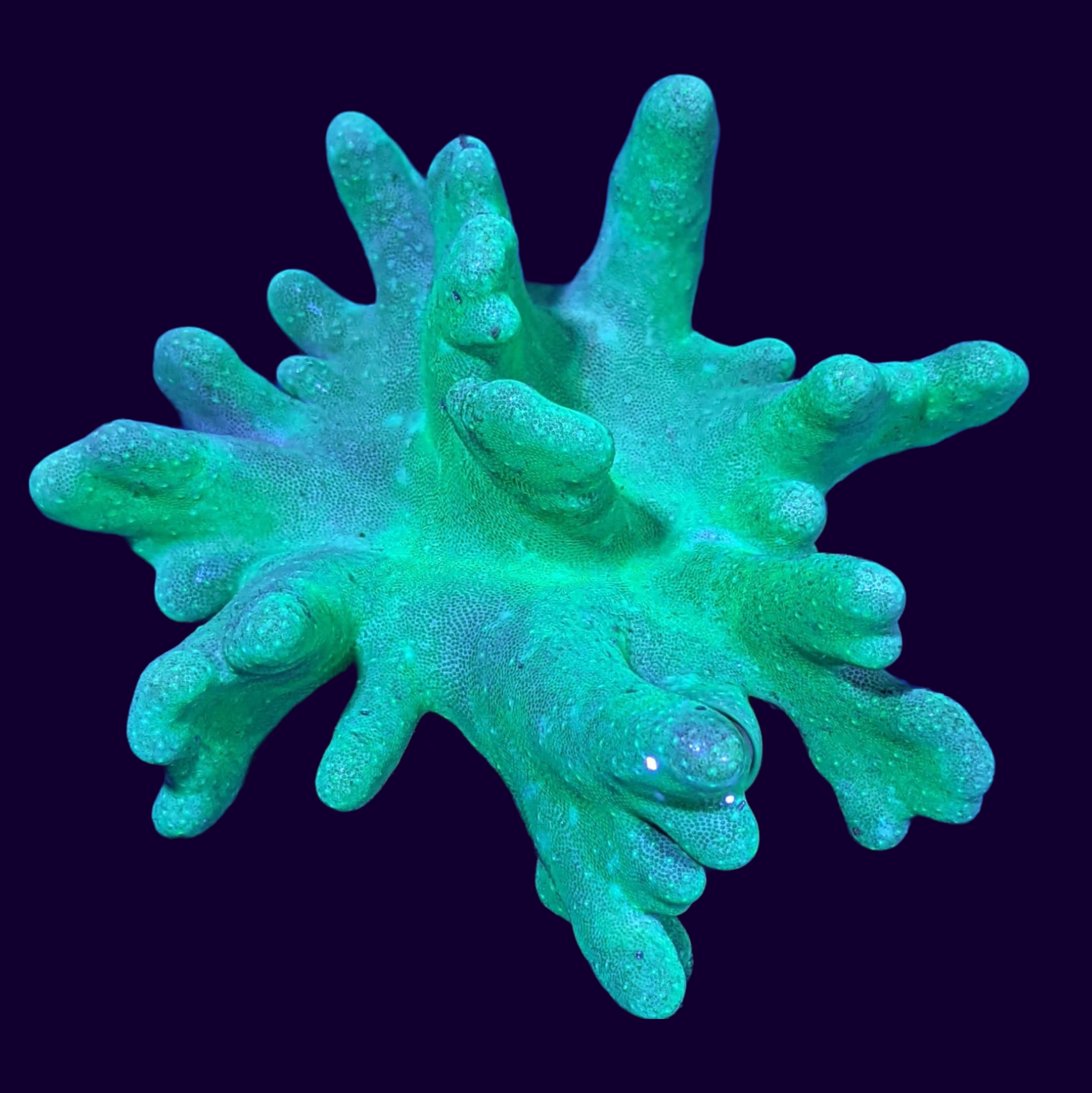 Large Aquacultured Green Toadstool – thecoralcentre