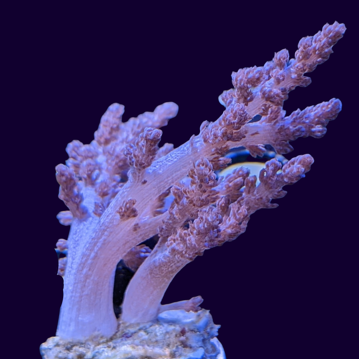 Nepthea (UK Grown) – thecoralcentre