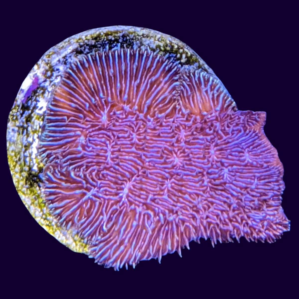 Deep Purple Pavona (UK Grown) – thecoralcentre