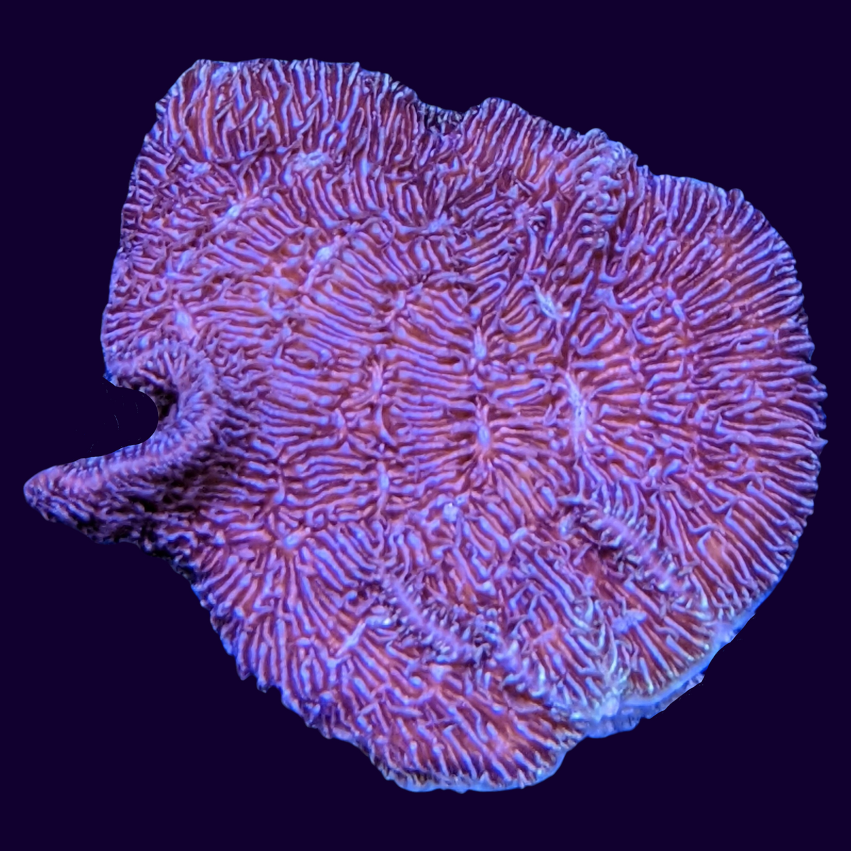 Deep Purple Pavona (UK Grown) – thecoralcentre