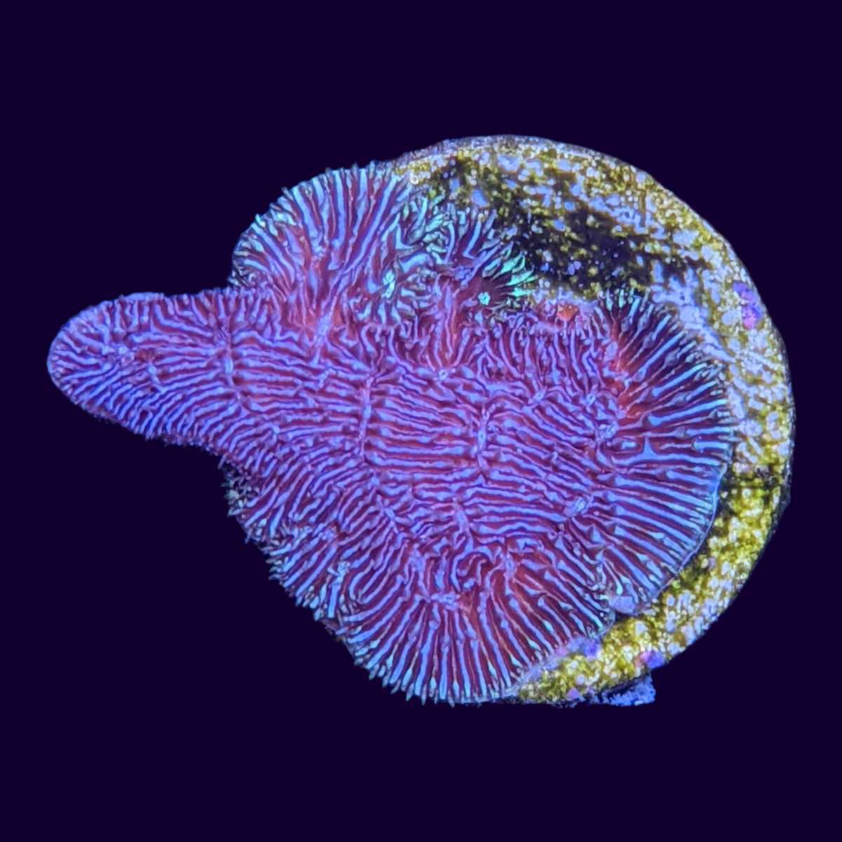 Deep Purple Pavona (UK Grown) – thecoralcentre