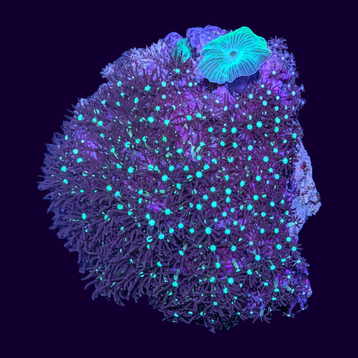 Red Star Polyp/ Green Mushroom Colony – thecoralcentre