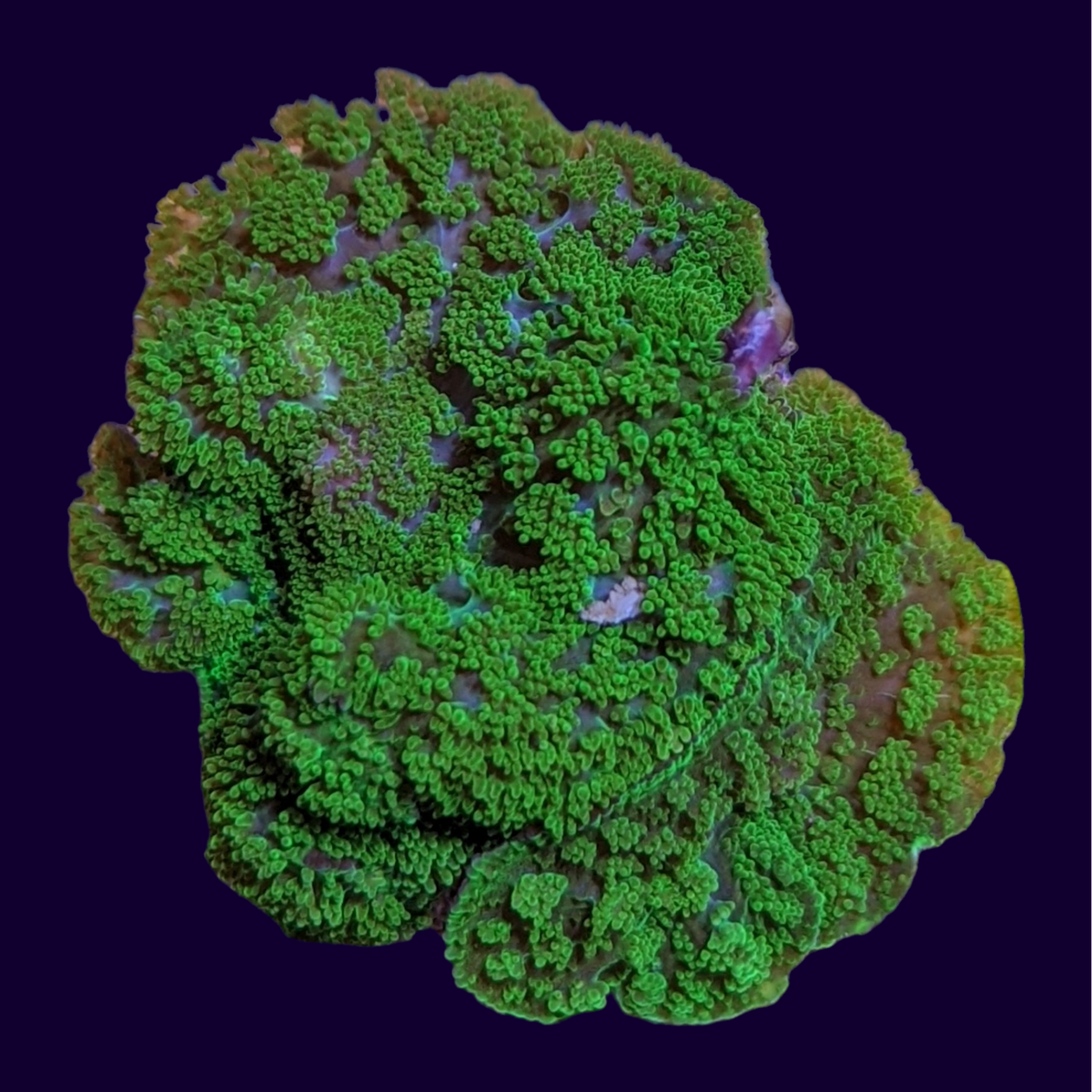 Fuzzy Green Rhodactis Mushroom – thecoralcentre