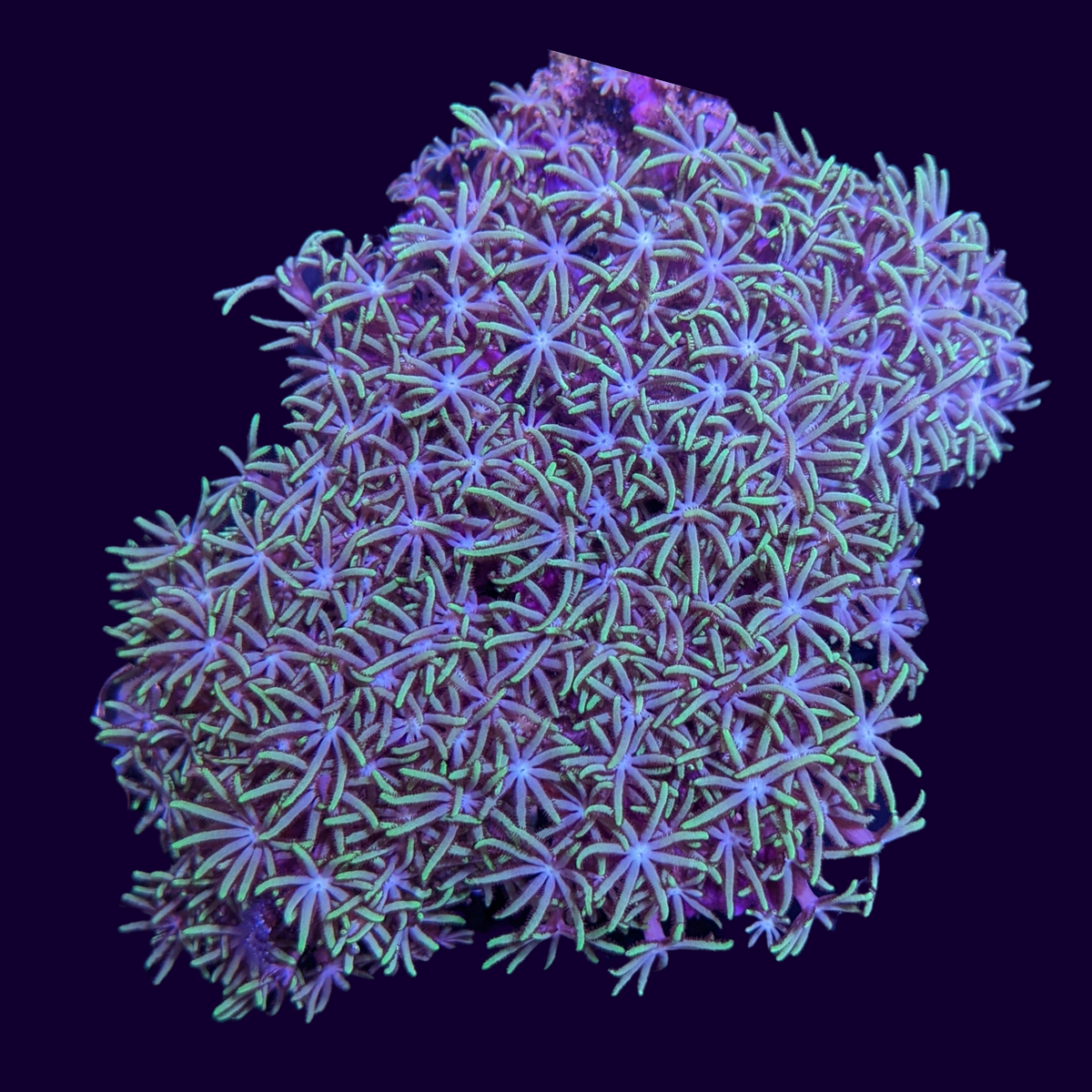Green Star Polyp Mini Colony – thecoralcentre