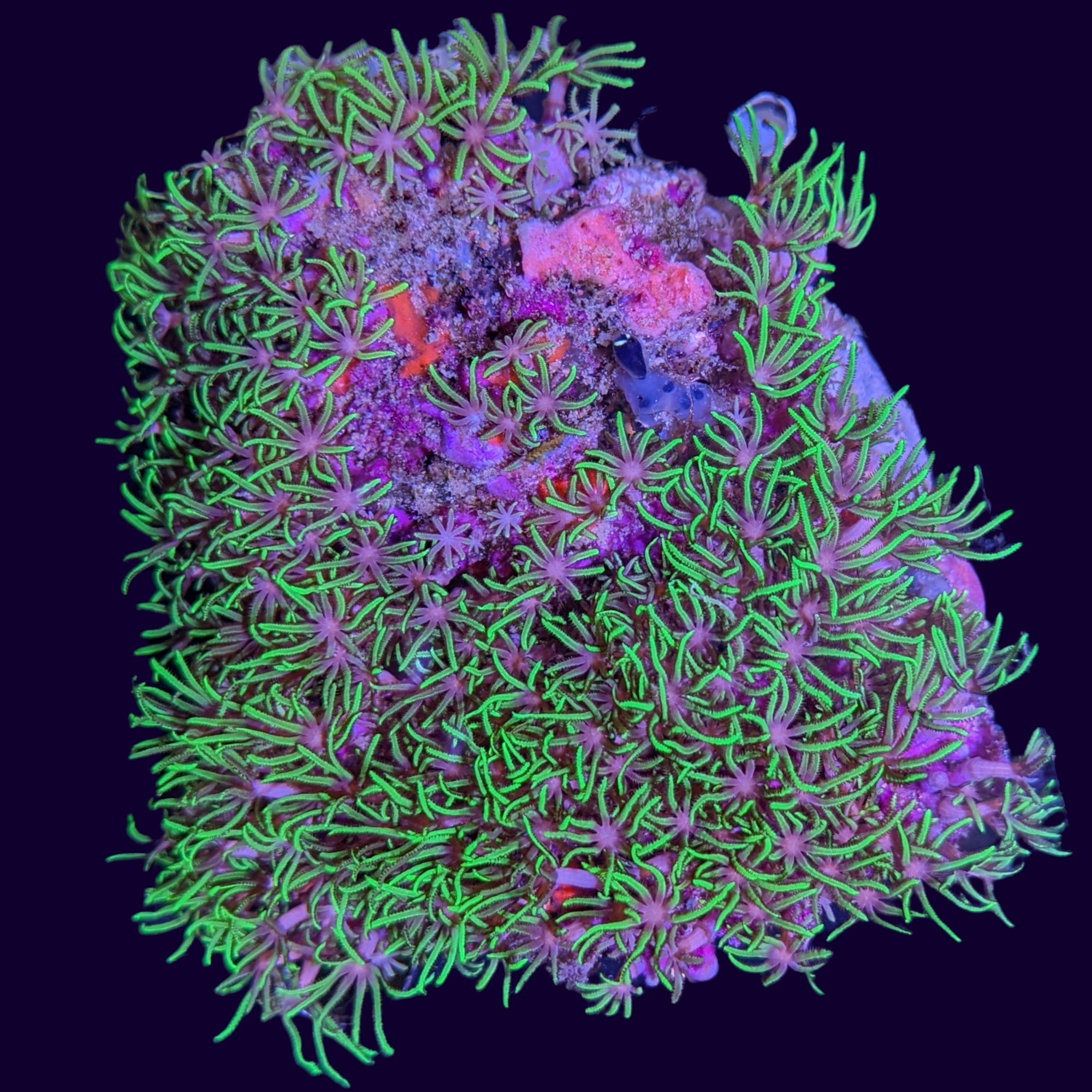 Green Star Polyp Mini Colony – thecoralcentre