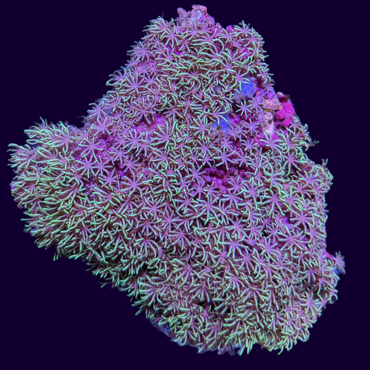 Green Star Polyp Mini Colony – thecoralcentre