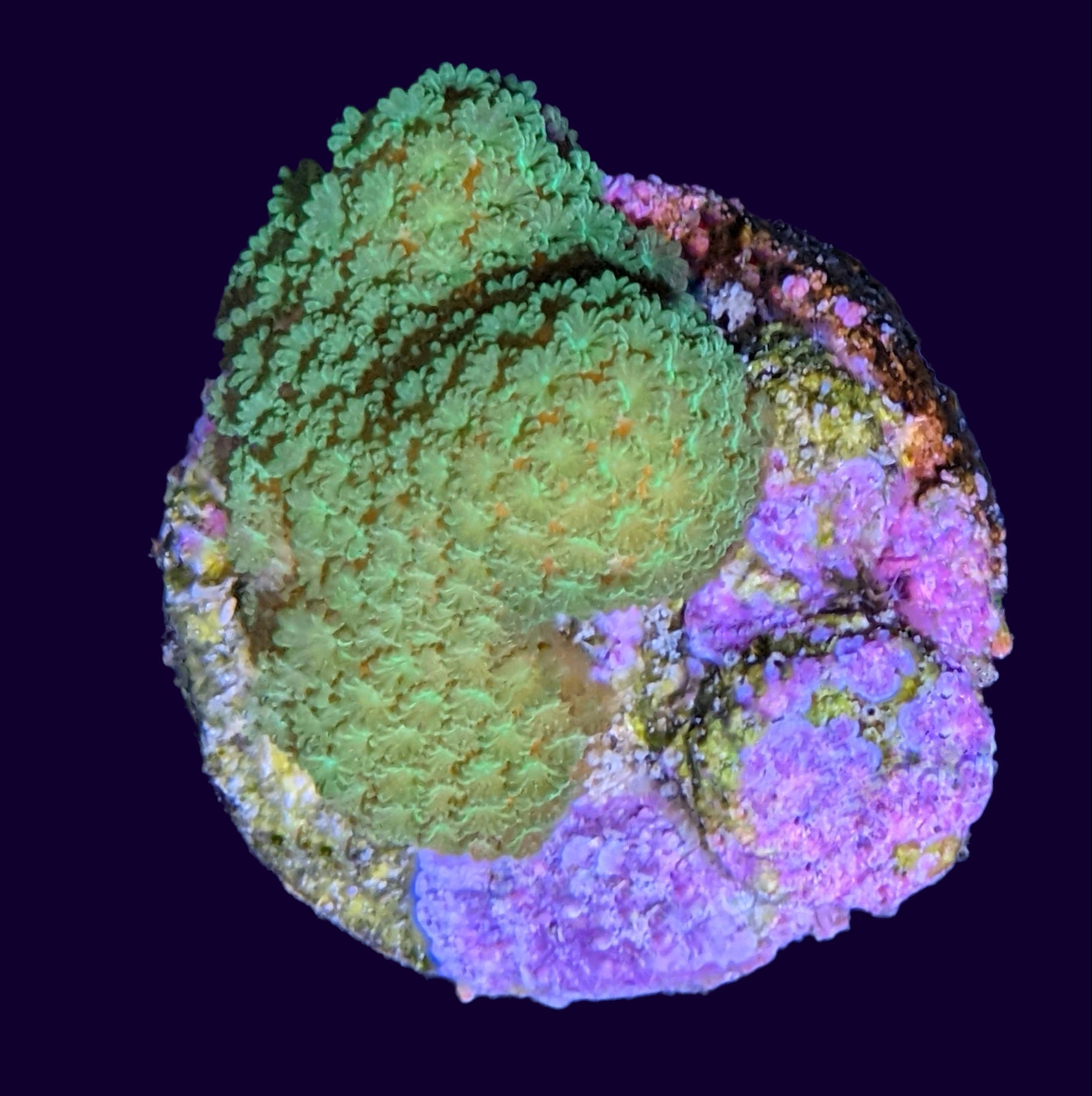 Green Montipora digitata (UK Grown) – thecoralcentre