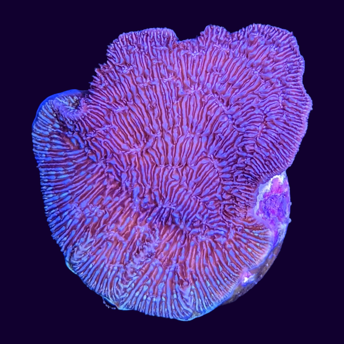 Deep Purple Pavona (UK Grown) – thecoralcentre