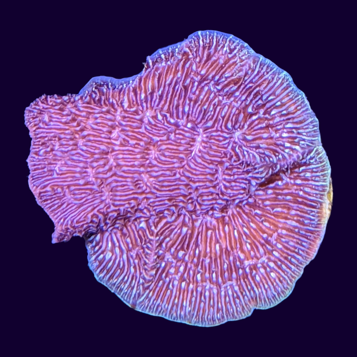 Deep Purple Pavona (UK Grown) – thecoralcentre