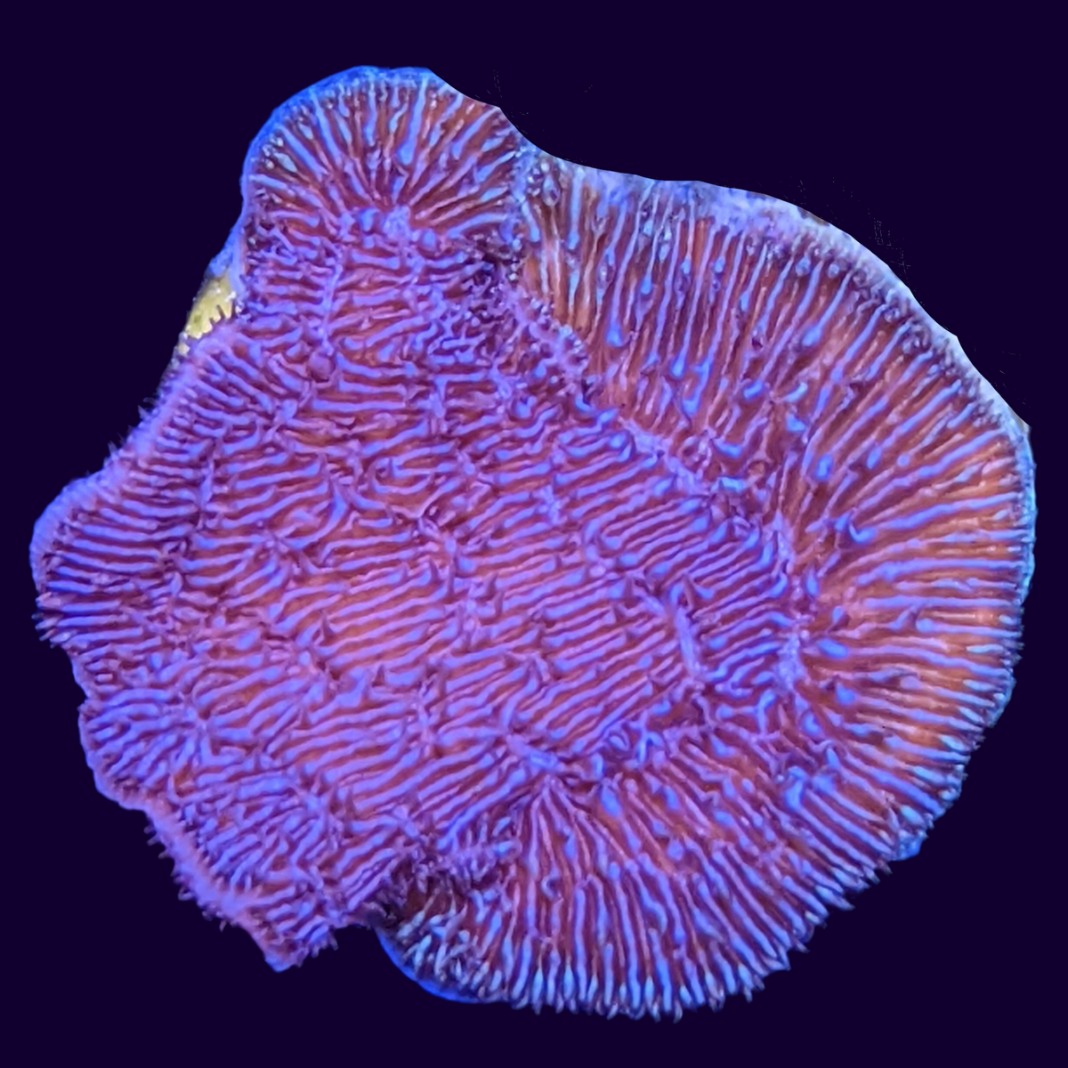 Deep Purple Pavona (UK Grown) – thecoralcentre