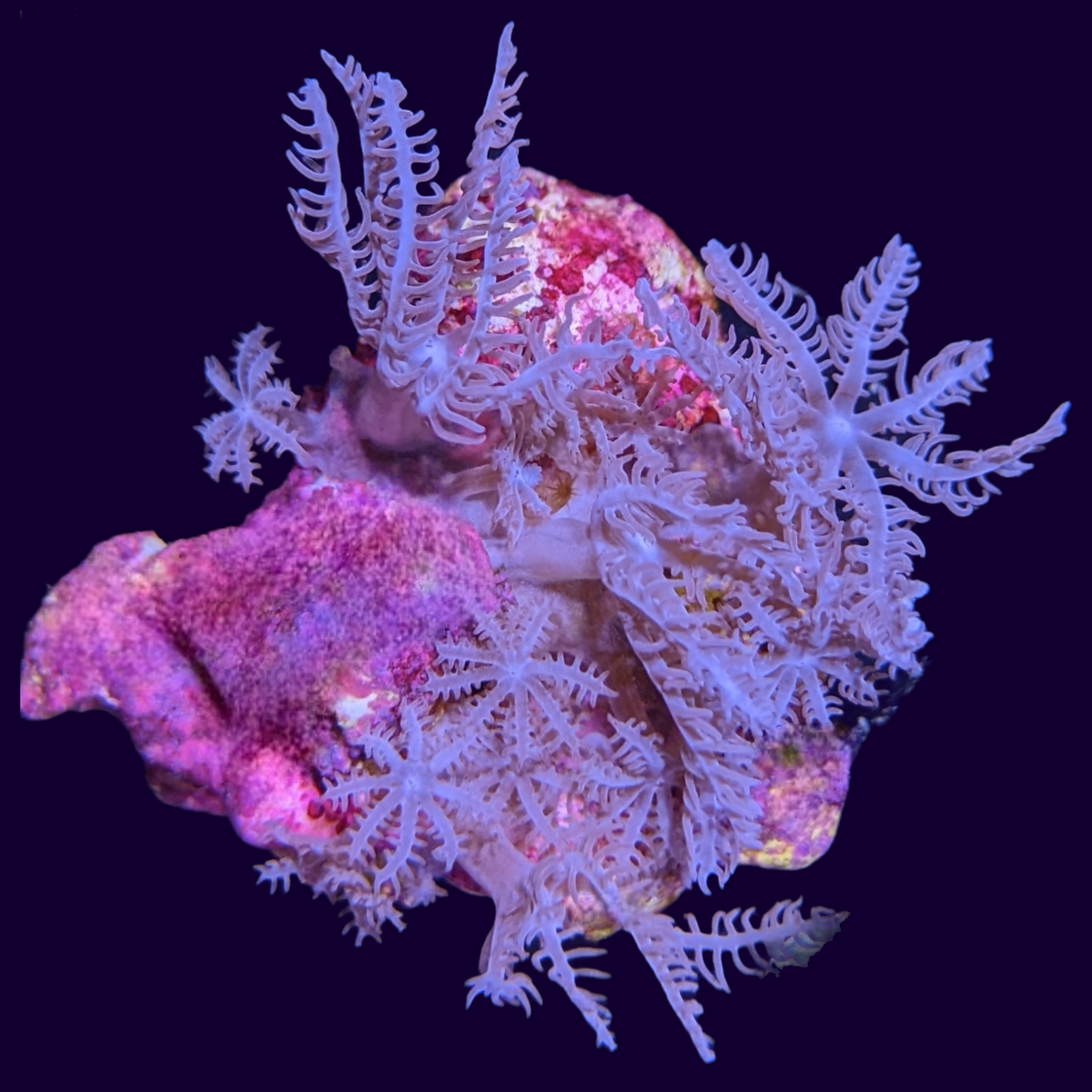 Waving hand coral – thecoralcentre