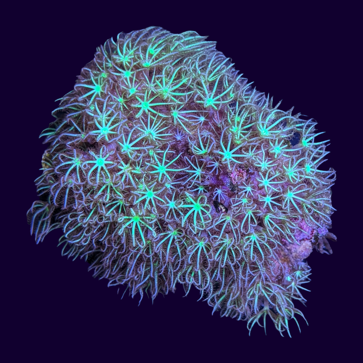 Green Star Polyp Mini Colony – thecoralcentre