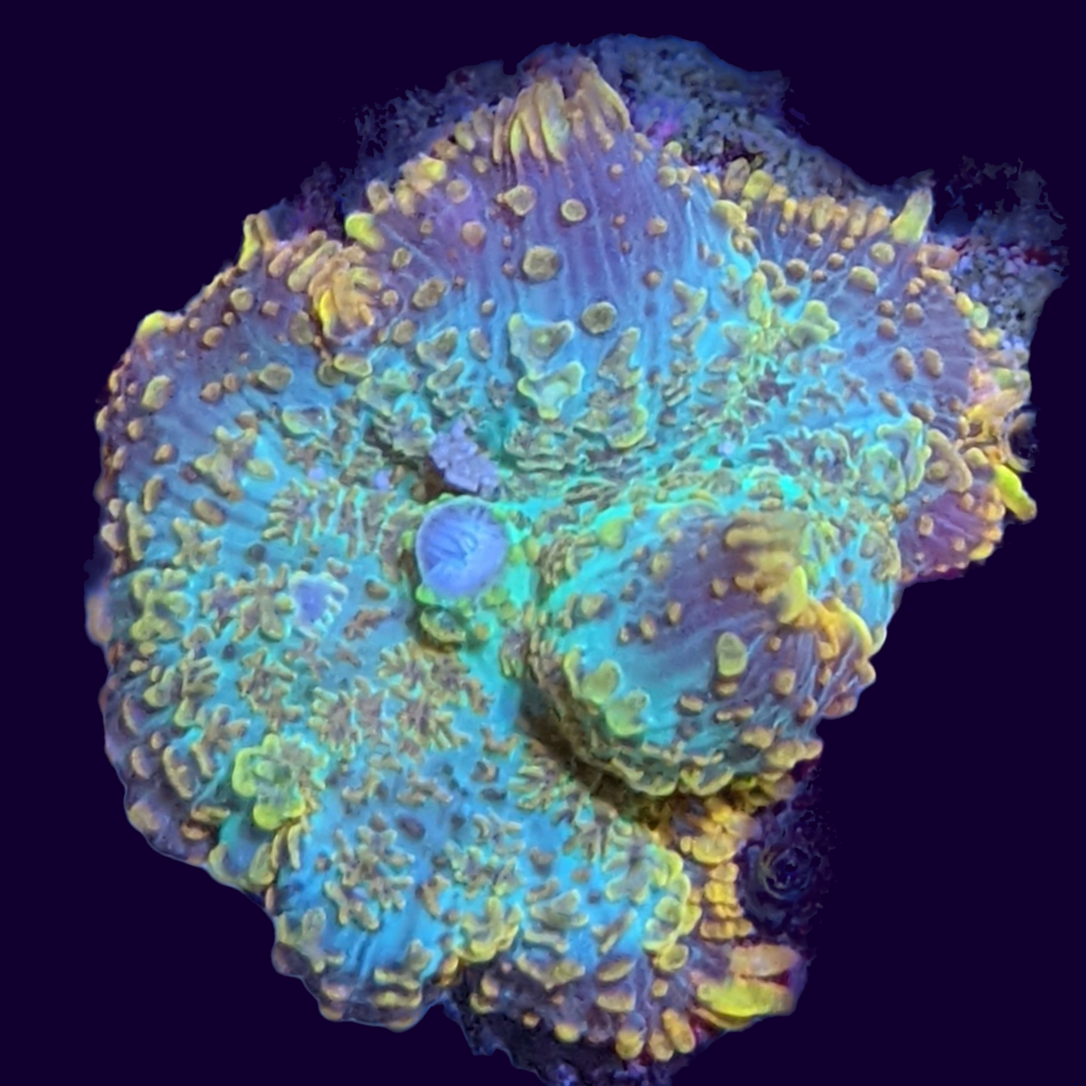 Orange Bullseye Rhodactis Mushroom – thecoralcentre