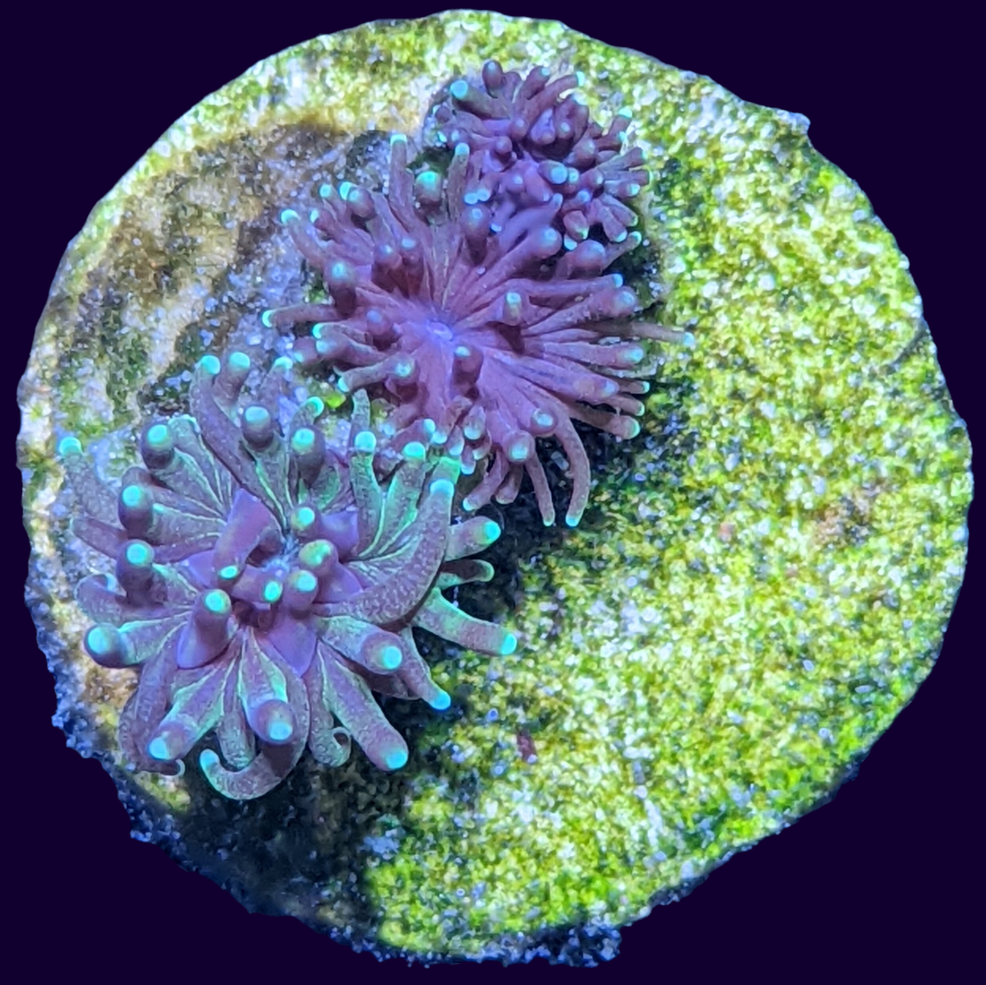 Galaxea – thecoralcentre
