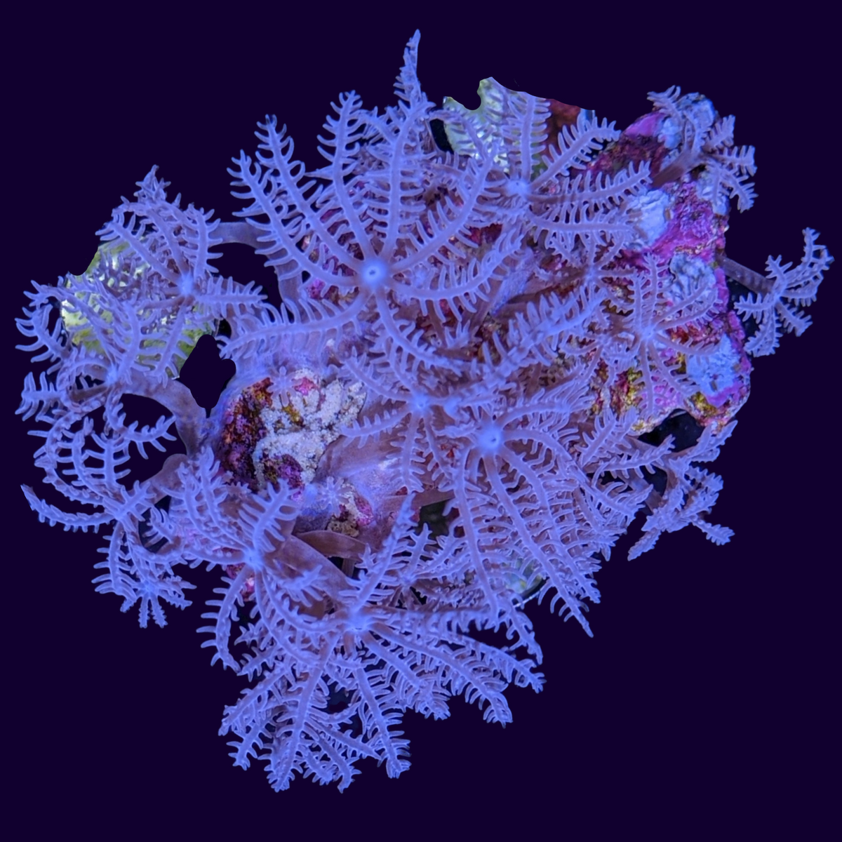 Waving Hand Coral – thecoralcentre