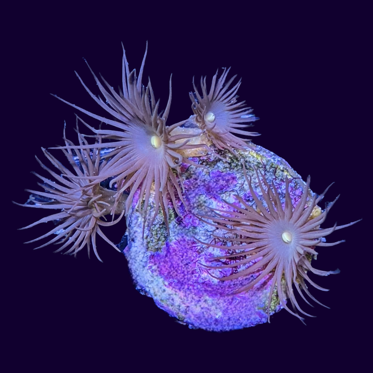 Yellow Polyp Zoa Frag – thecoralcentre
