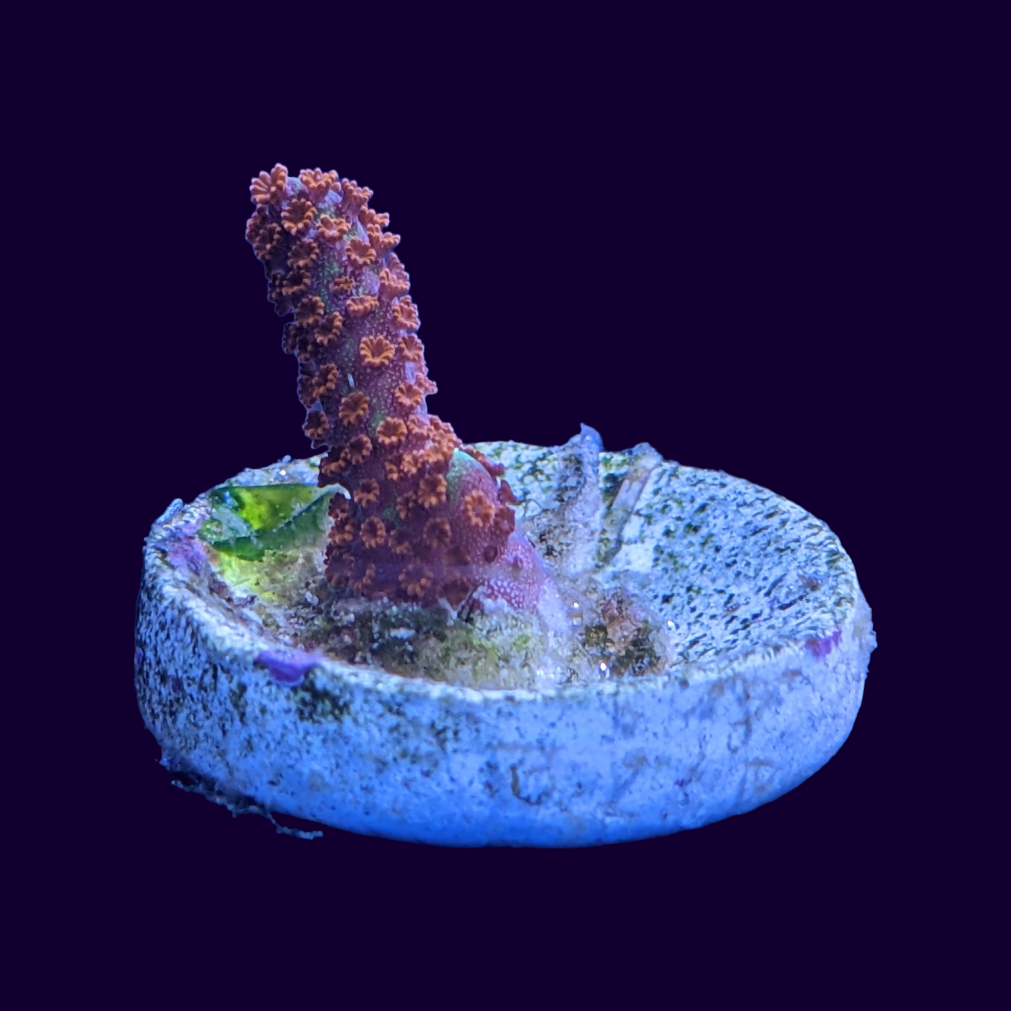 Forest of Fire Montipora digitata (UK Grown) – thecoralcentre