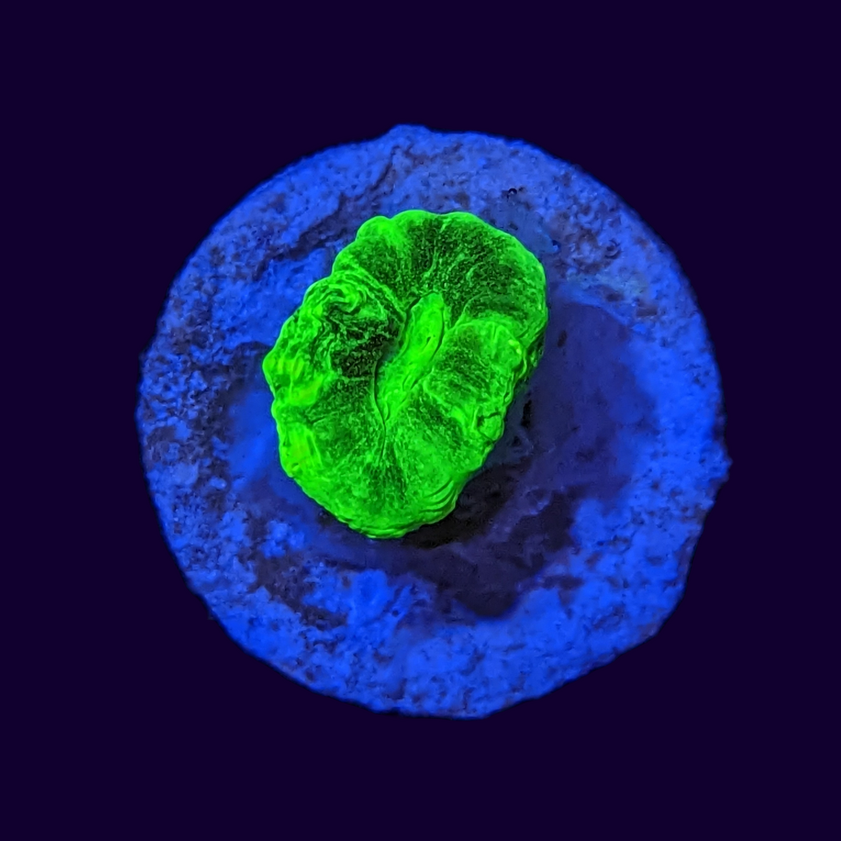 Neon Green Candy Cane – thecoralcentre