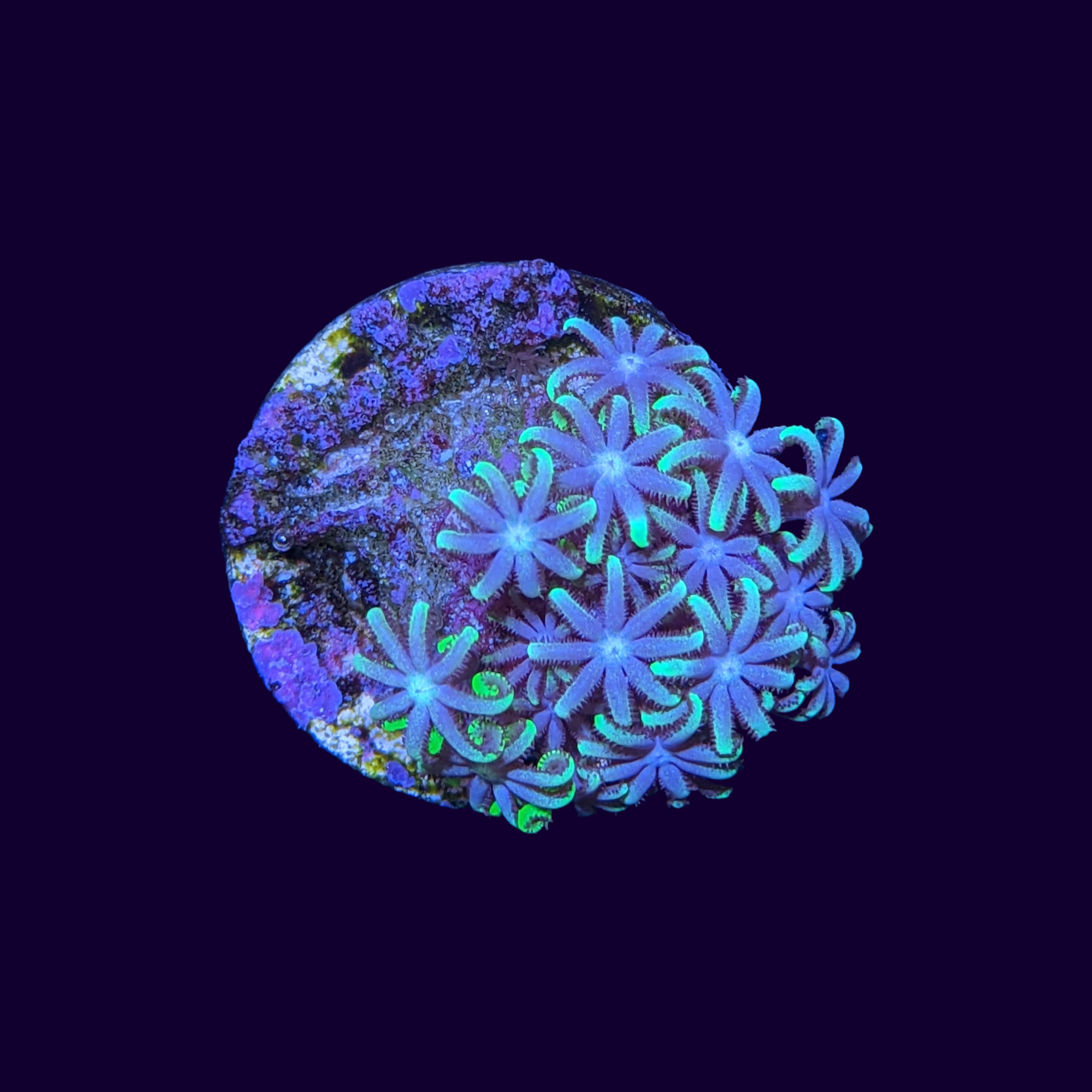 Green Star Polyp Frag – thecoralcentre