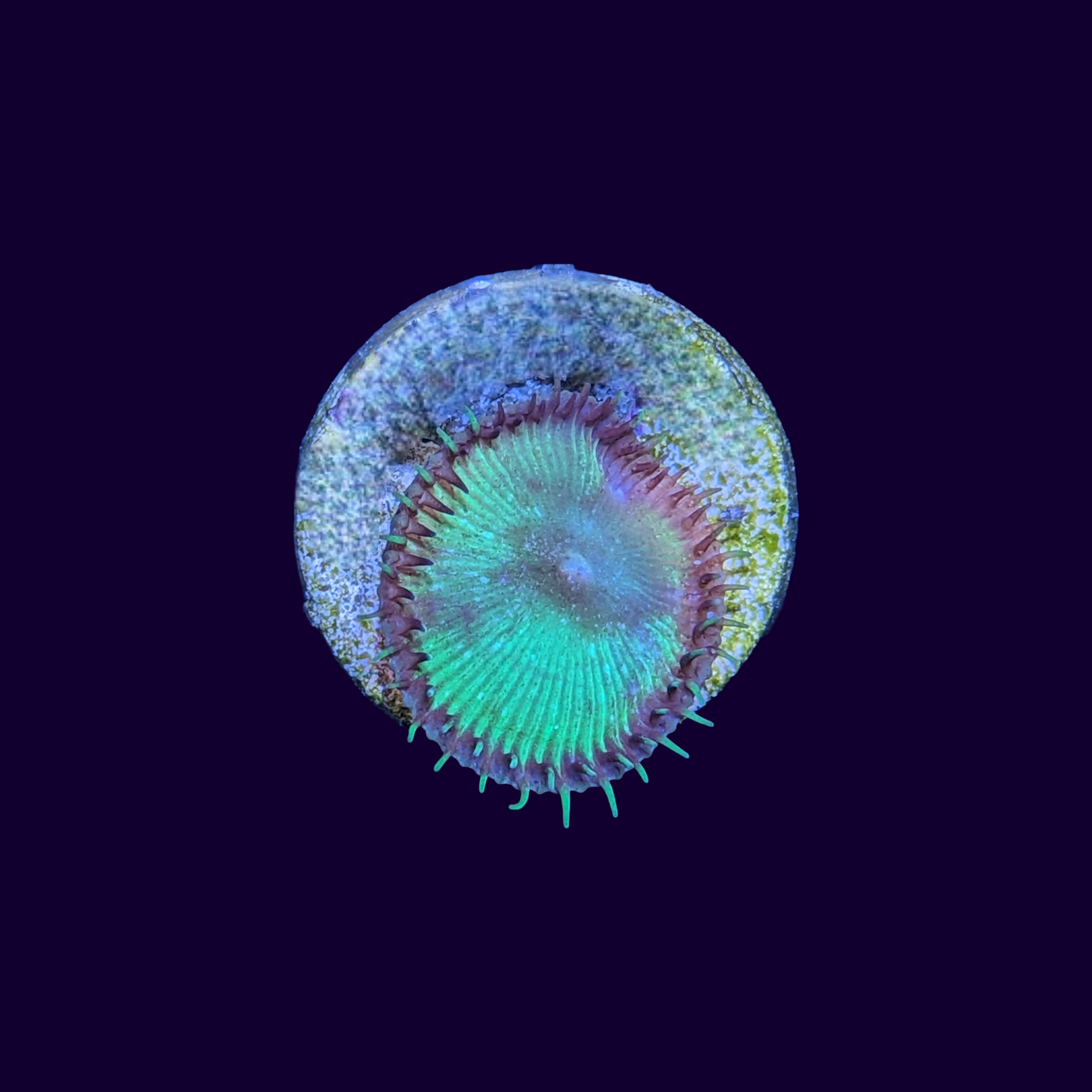 Green Paly – thecoralcentre