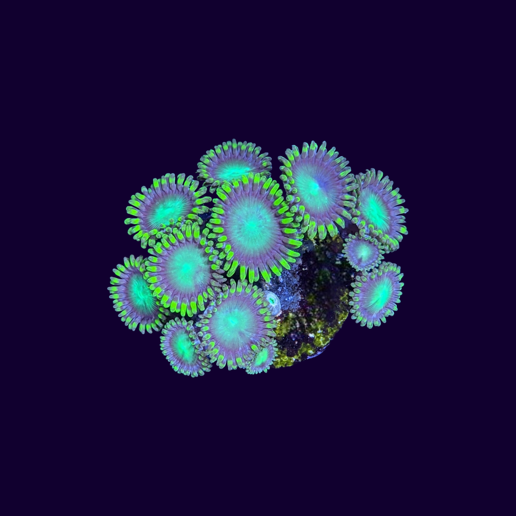 Radioactive Dragons Eye Zoa Frag – thecoralcentre