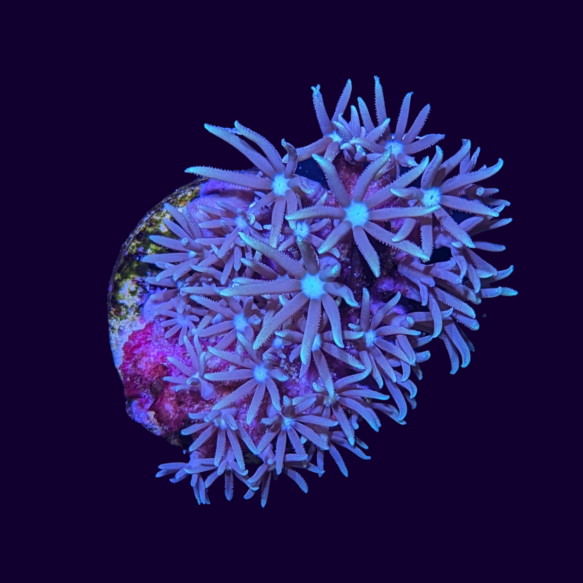 Green Star Polyp Frag – thecoralcentre