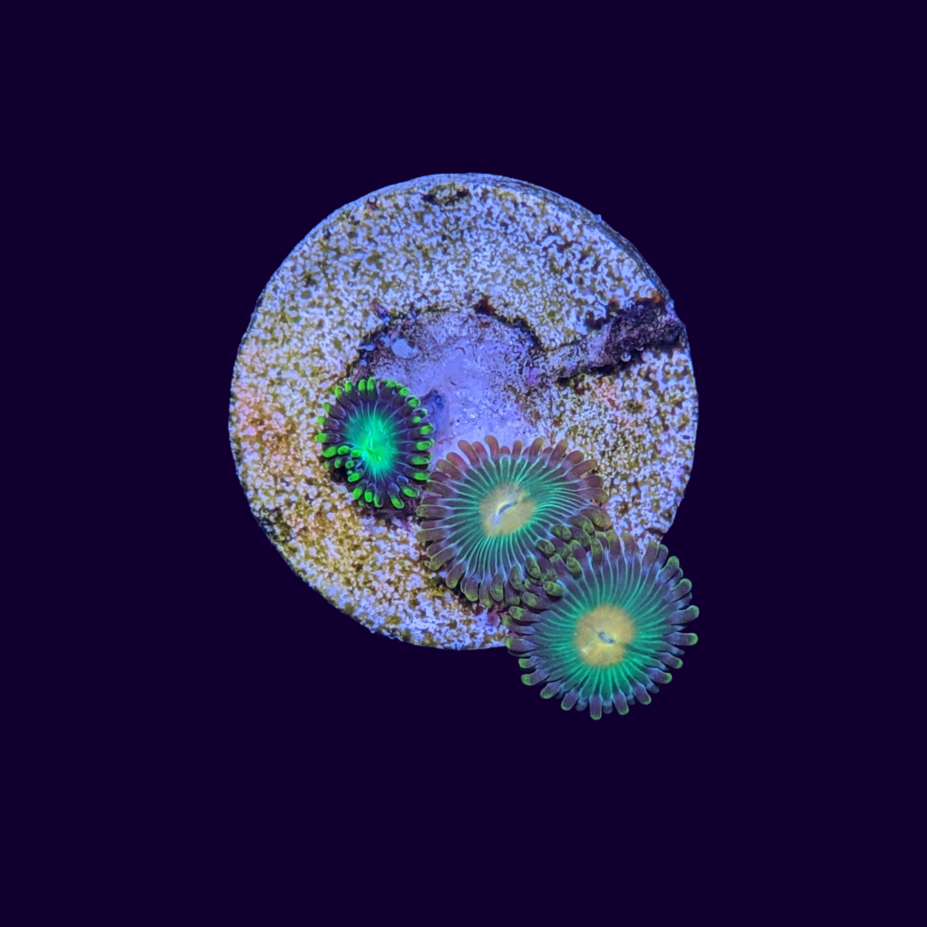 John Deere/ Radioactive Dragon eye mix Zoa Frag – thecoralcentre