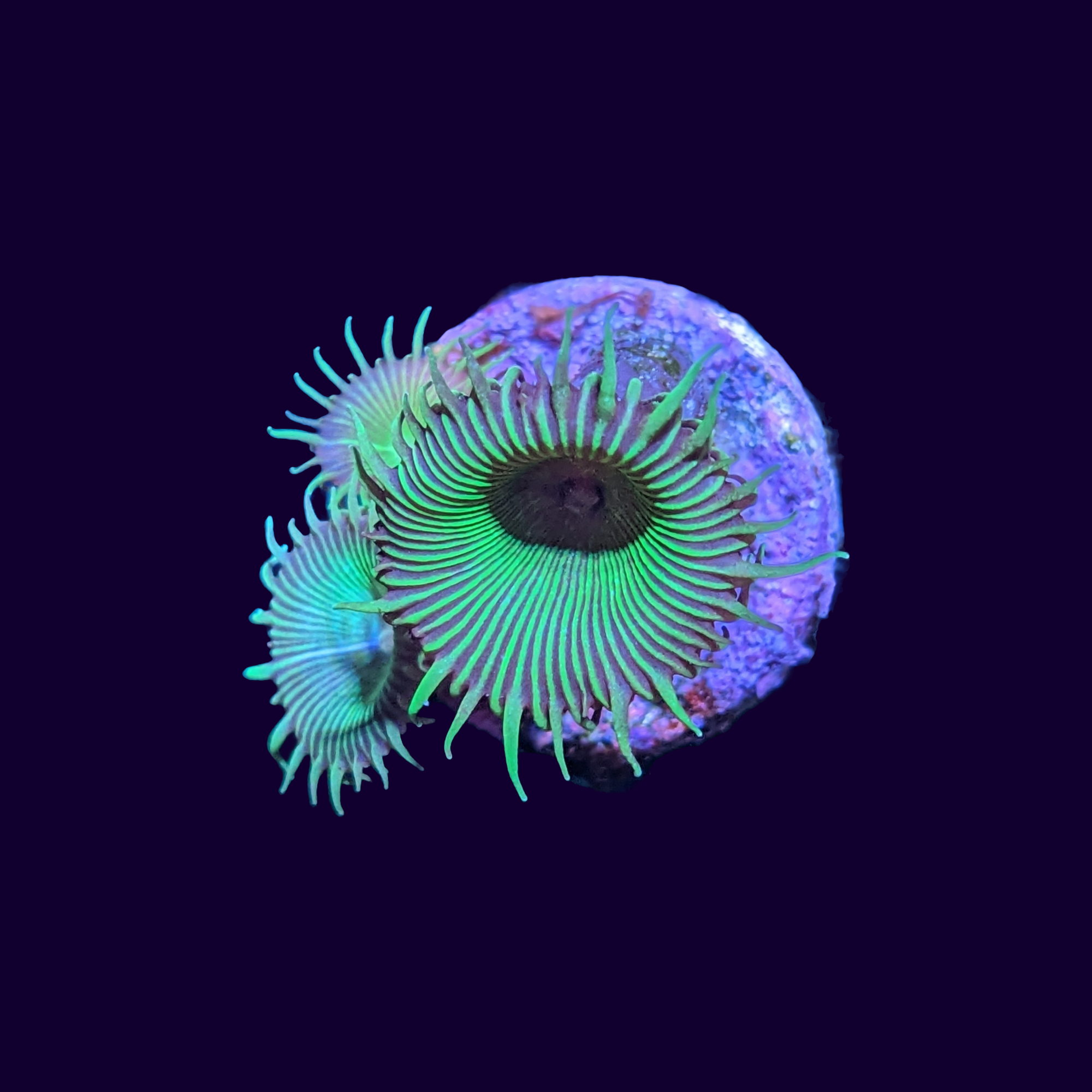 Paly Frag – thecoralcentre