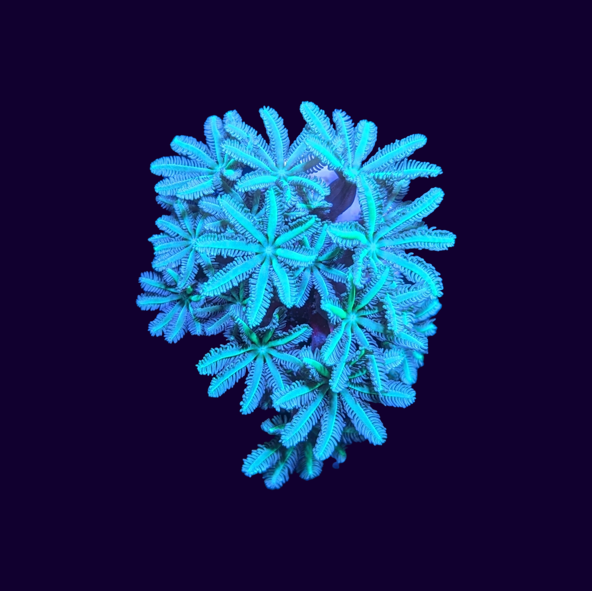 Green Pipe Organ – thecoralcentre