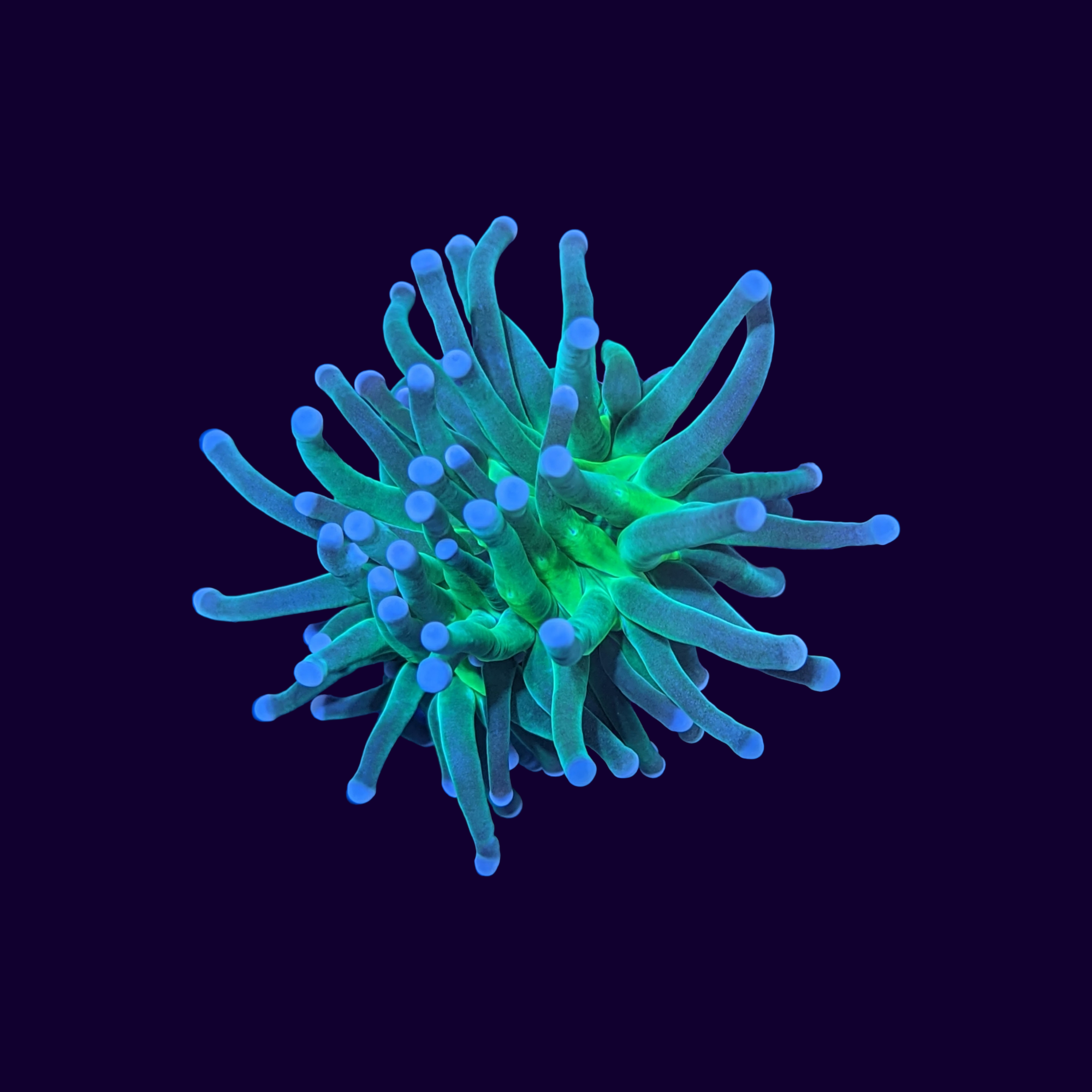 Torch Frag – thecoralcentre