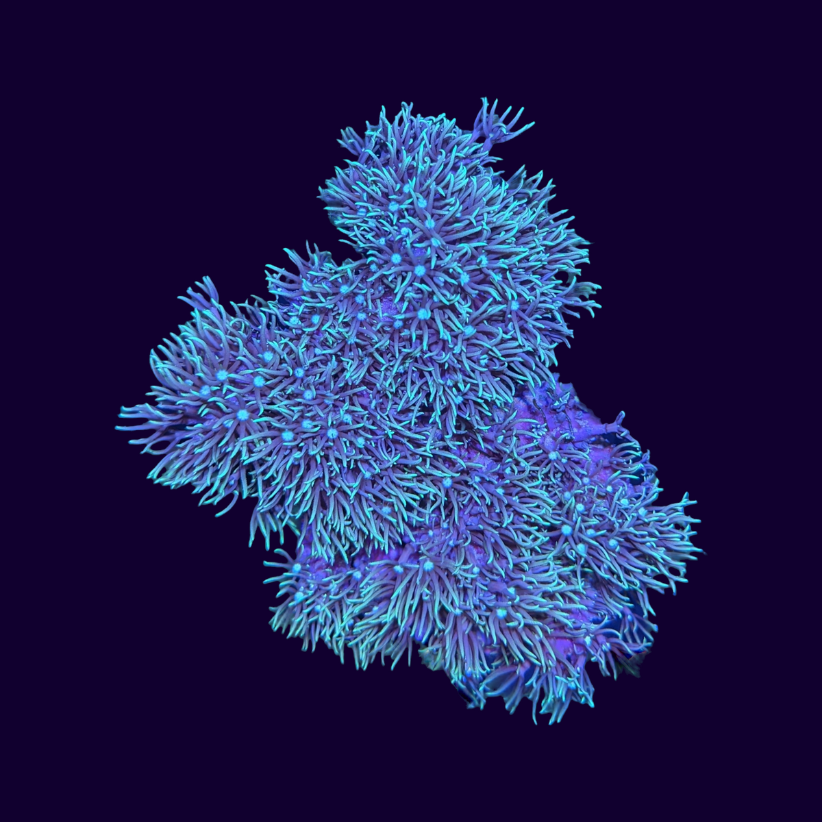 Green Star Polyp Colony – thecoralcentre