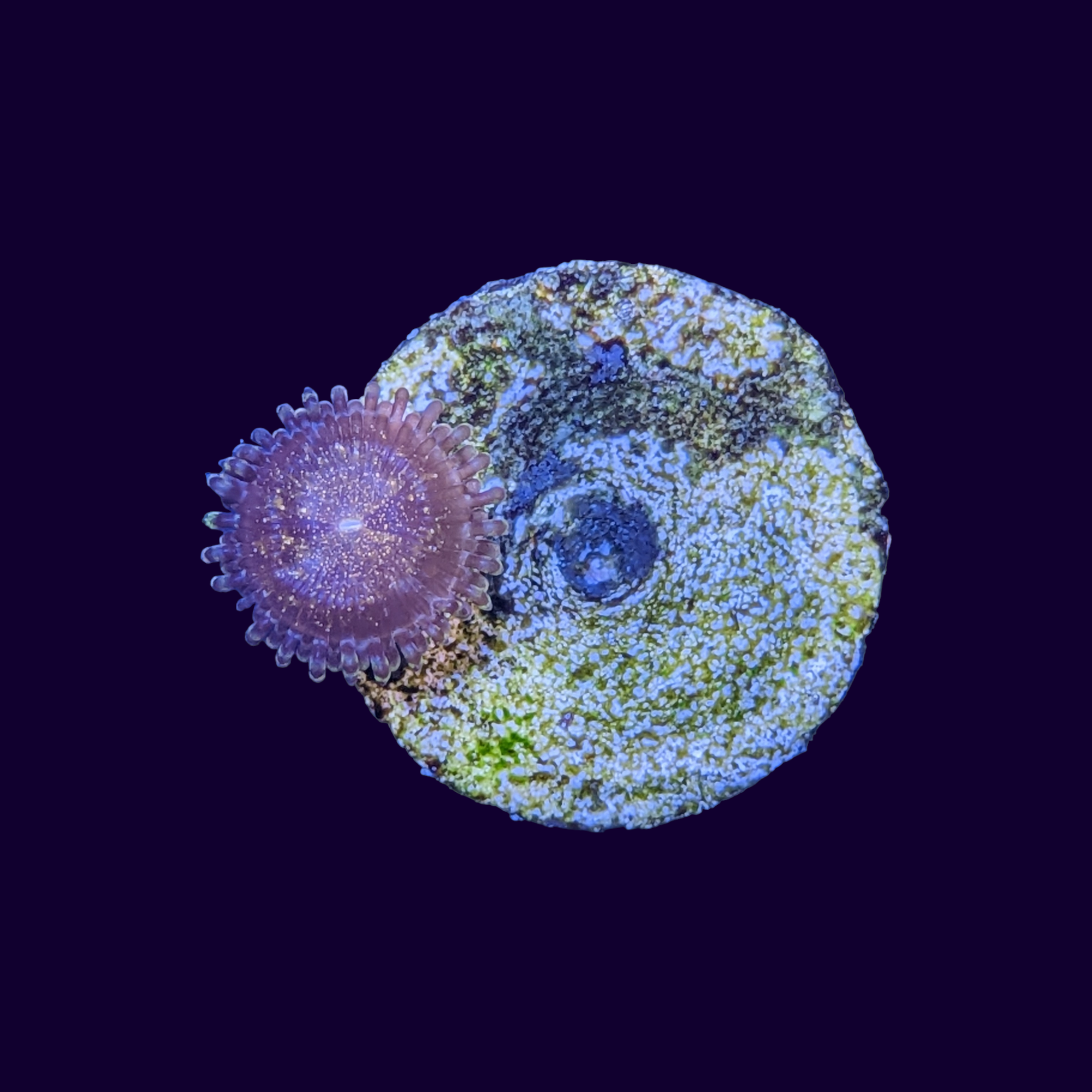 Reverse Space Monster (UK Grown) – thecoralcentre