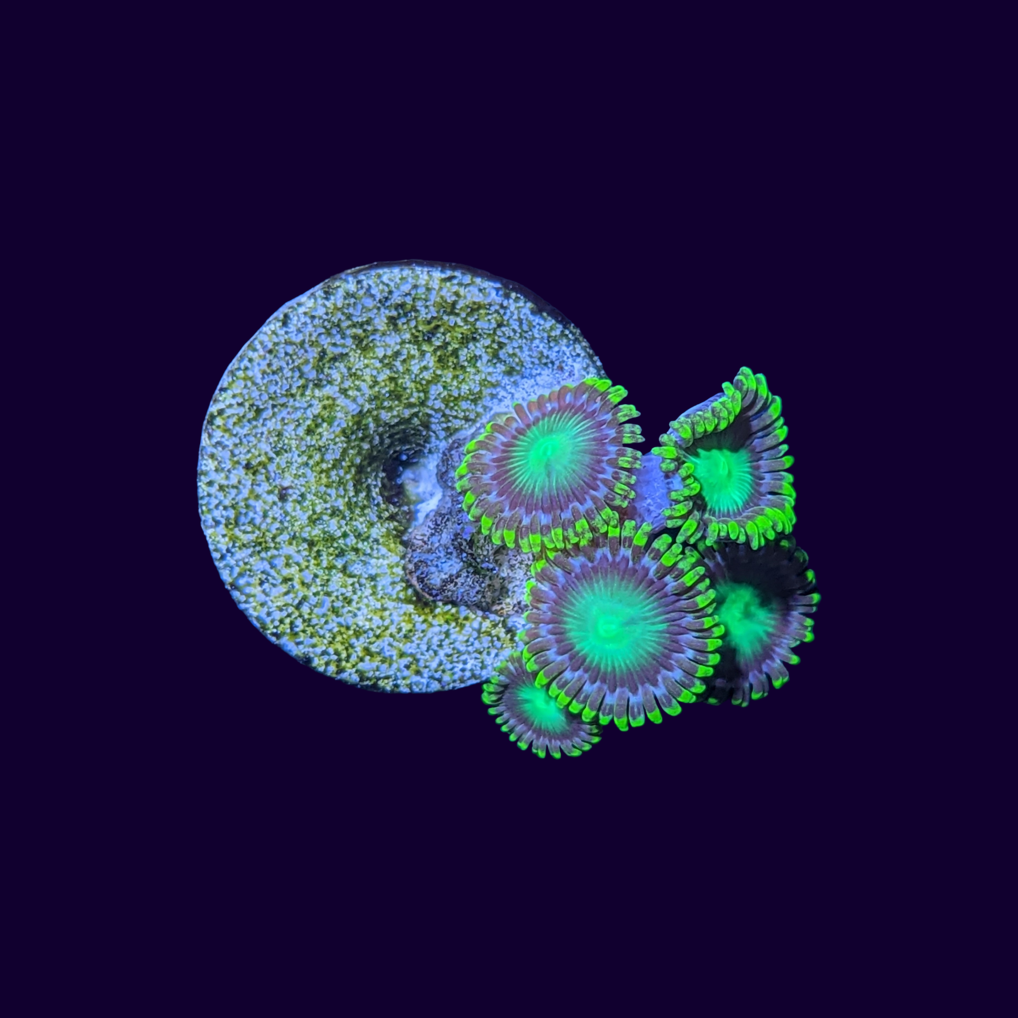 Radioactive Dragons Eye Zoa Frag – thecoralcentre