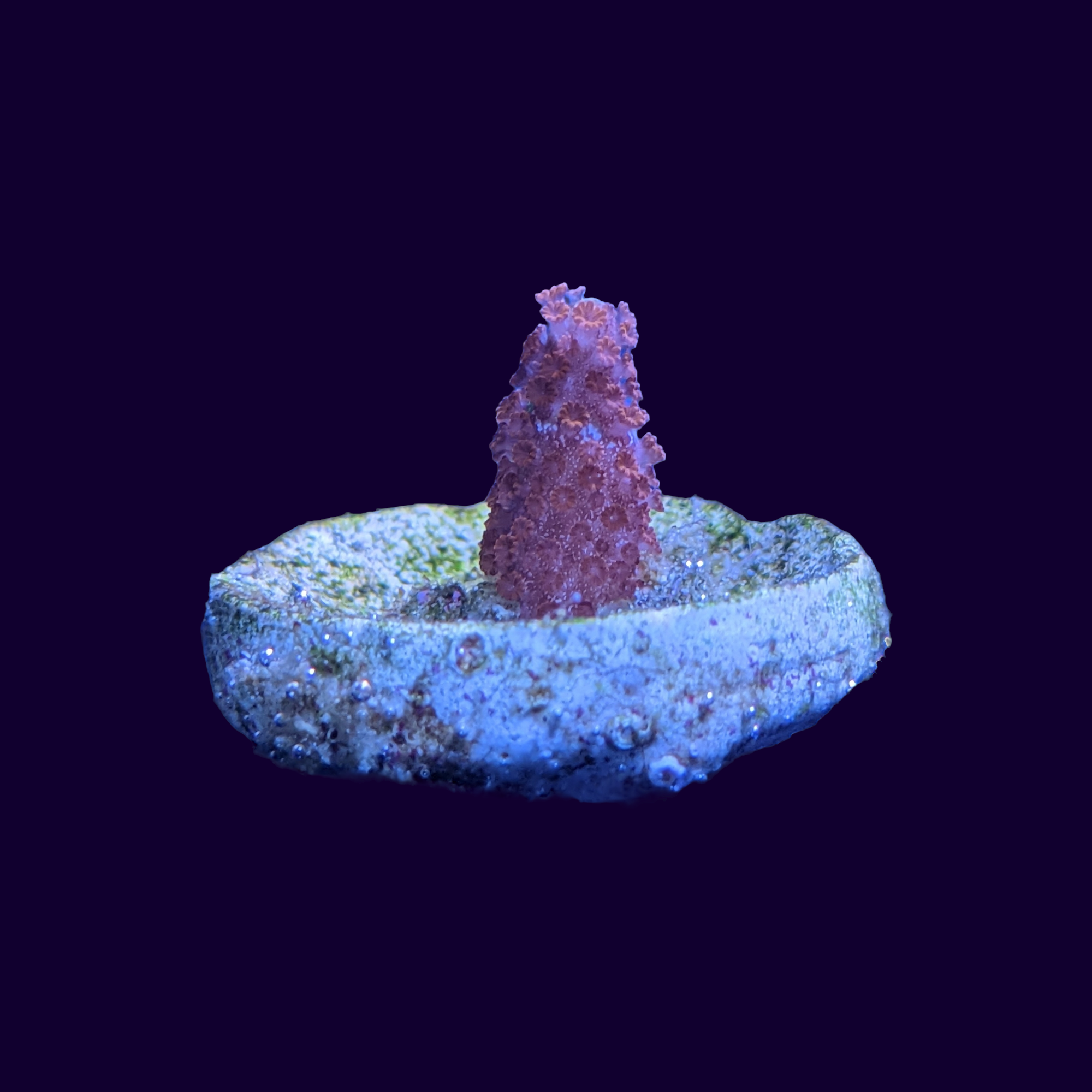 Forest of Fire Montipora digitata (UK Grown) – thecoralcentre