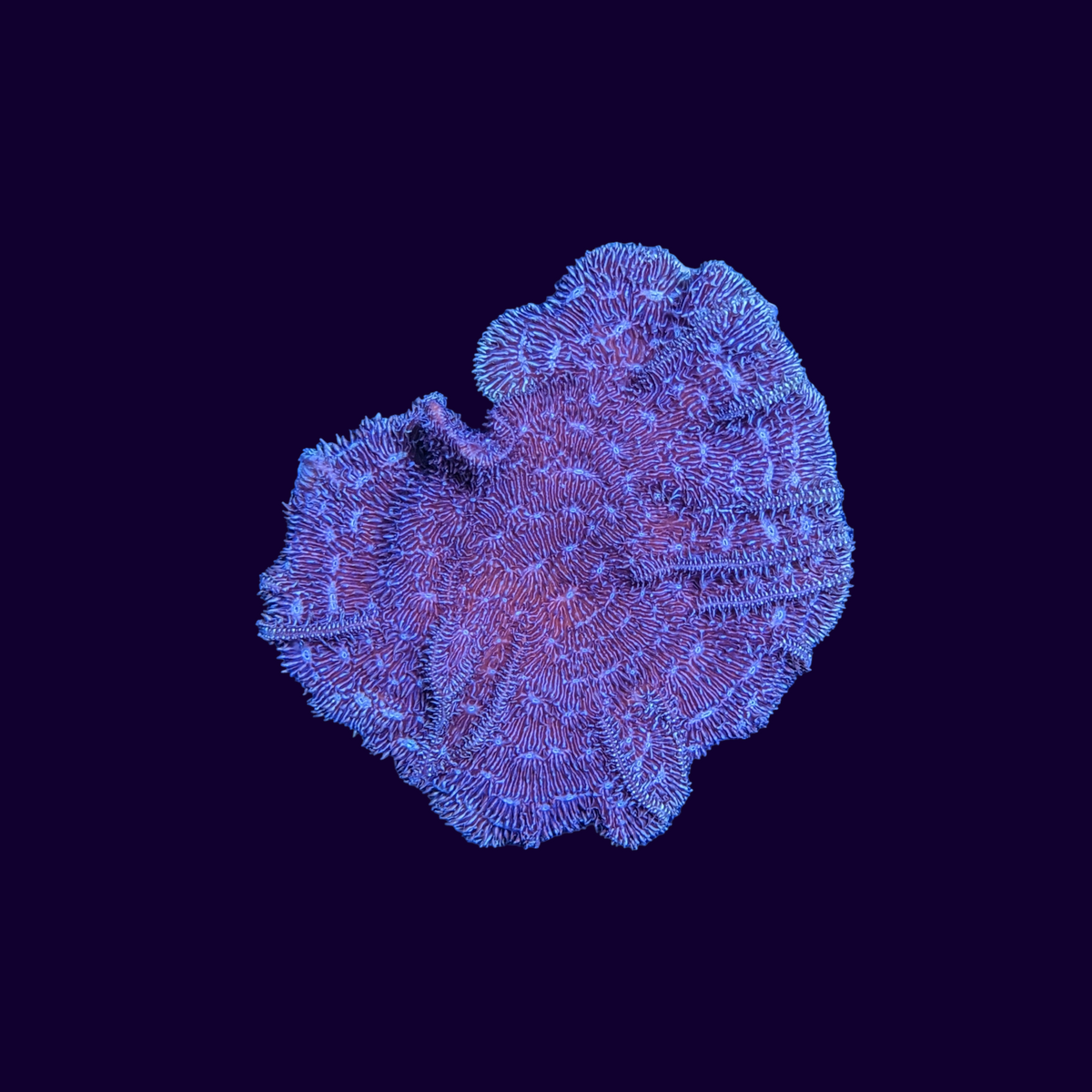 Deep Purple Pavona (UK Grown) – thecoralcentre